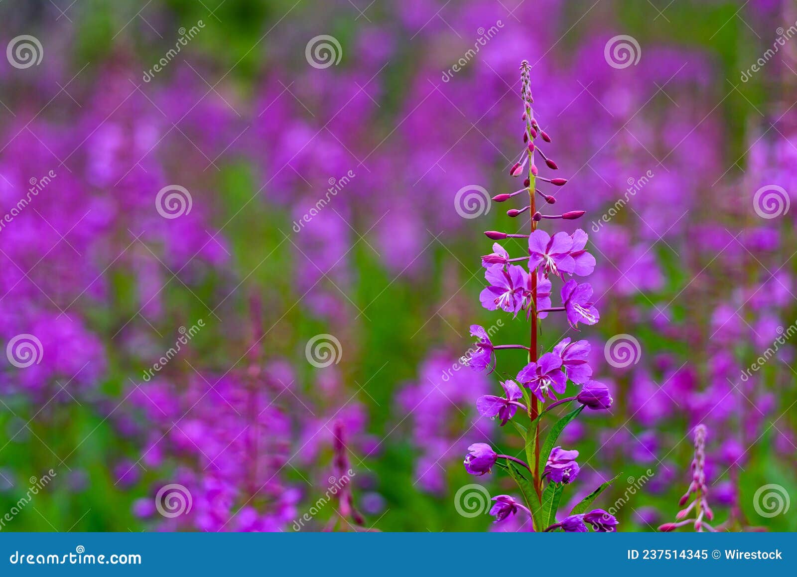 Wild Alaskan Fireweed stock image. Image of alaska, spring - 237514345