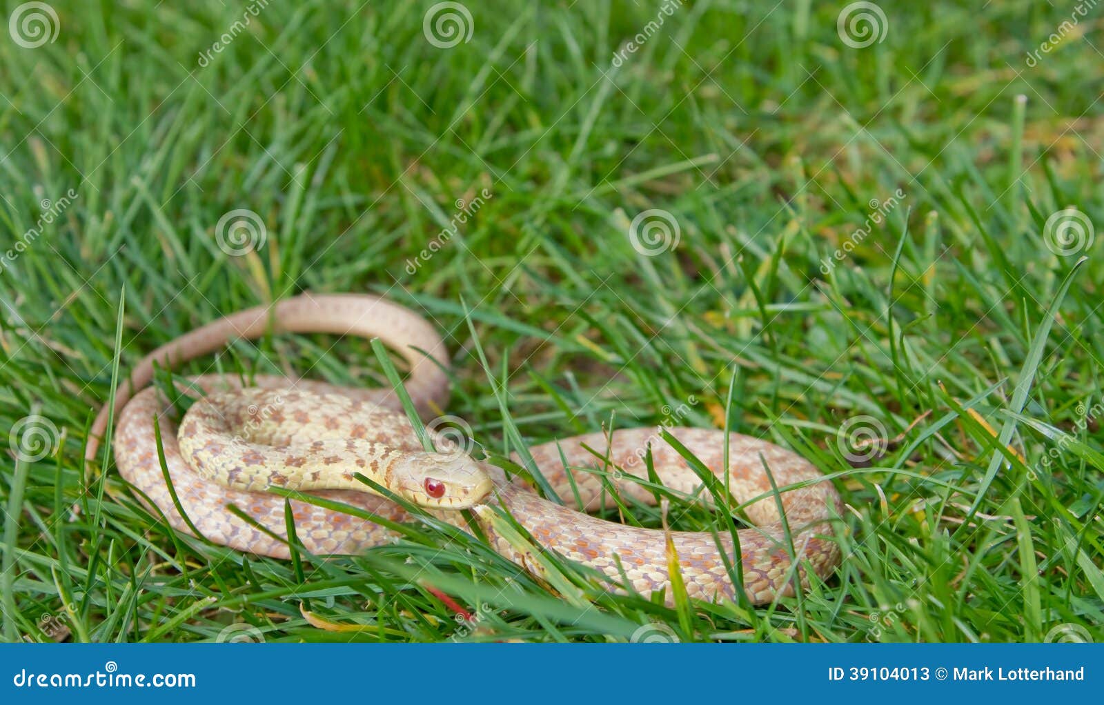 Albino Garter Snake Stock Photography | CartoonDealer.com #39542048