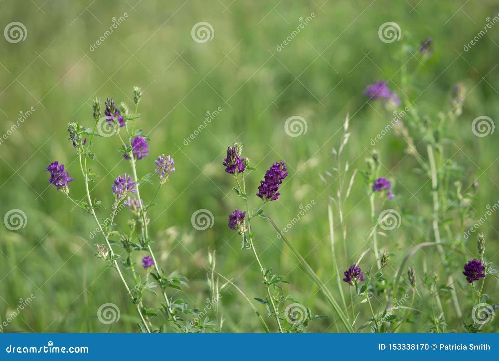 Wild alfalfa closeup stock photo. Image of wildflowers - 153338170