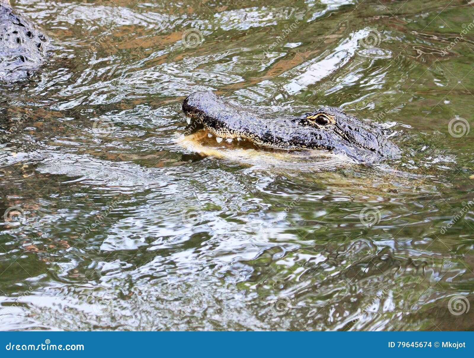 Wild alligator in water stock photo. Image of animal - 79645674