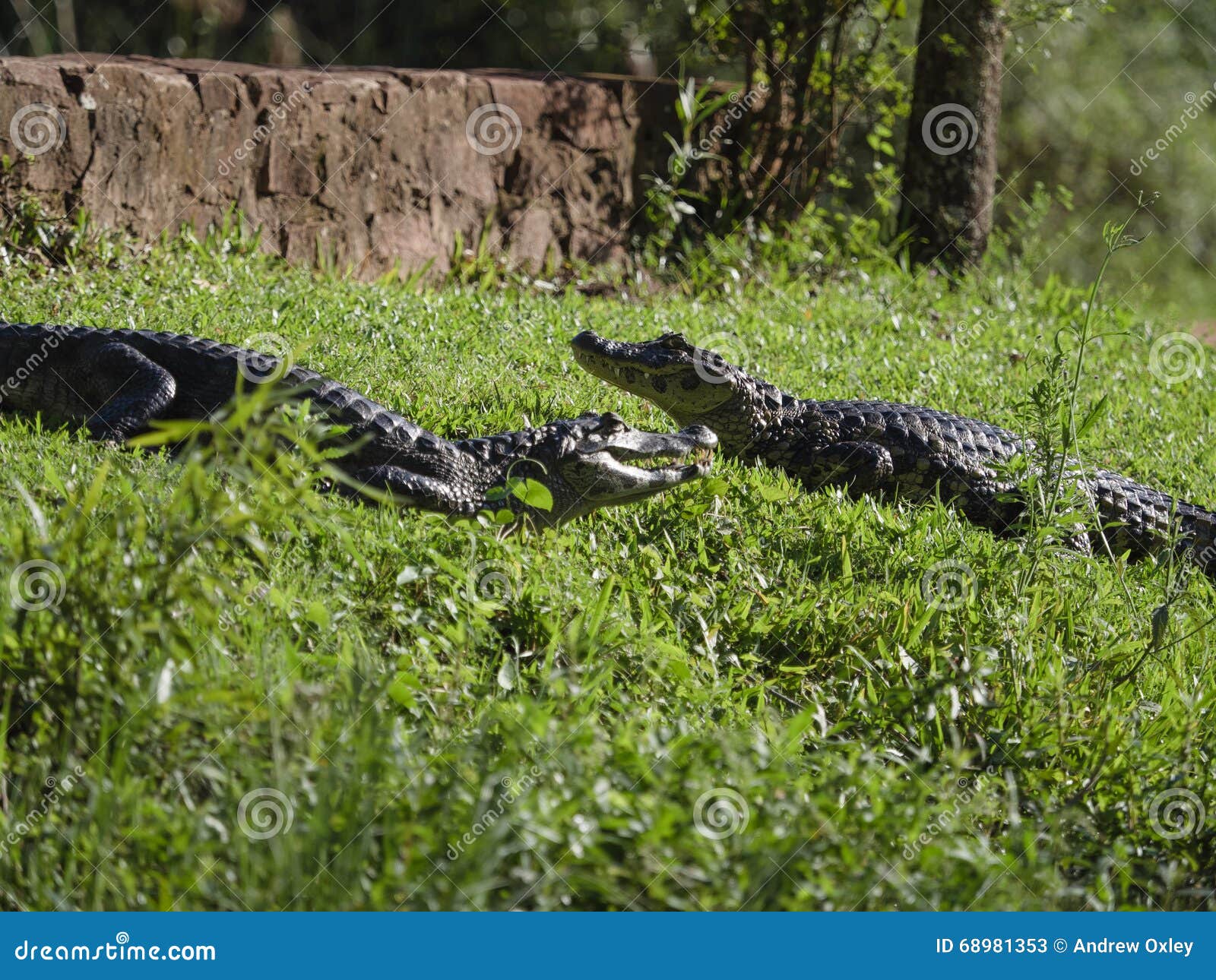 Wild alligators stock image. Image of resting, heavy - 68981353