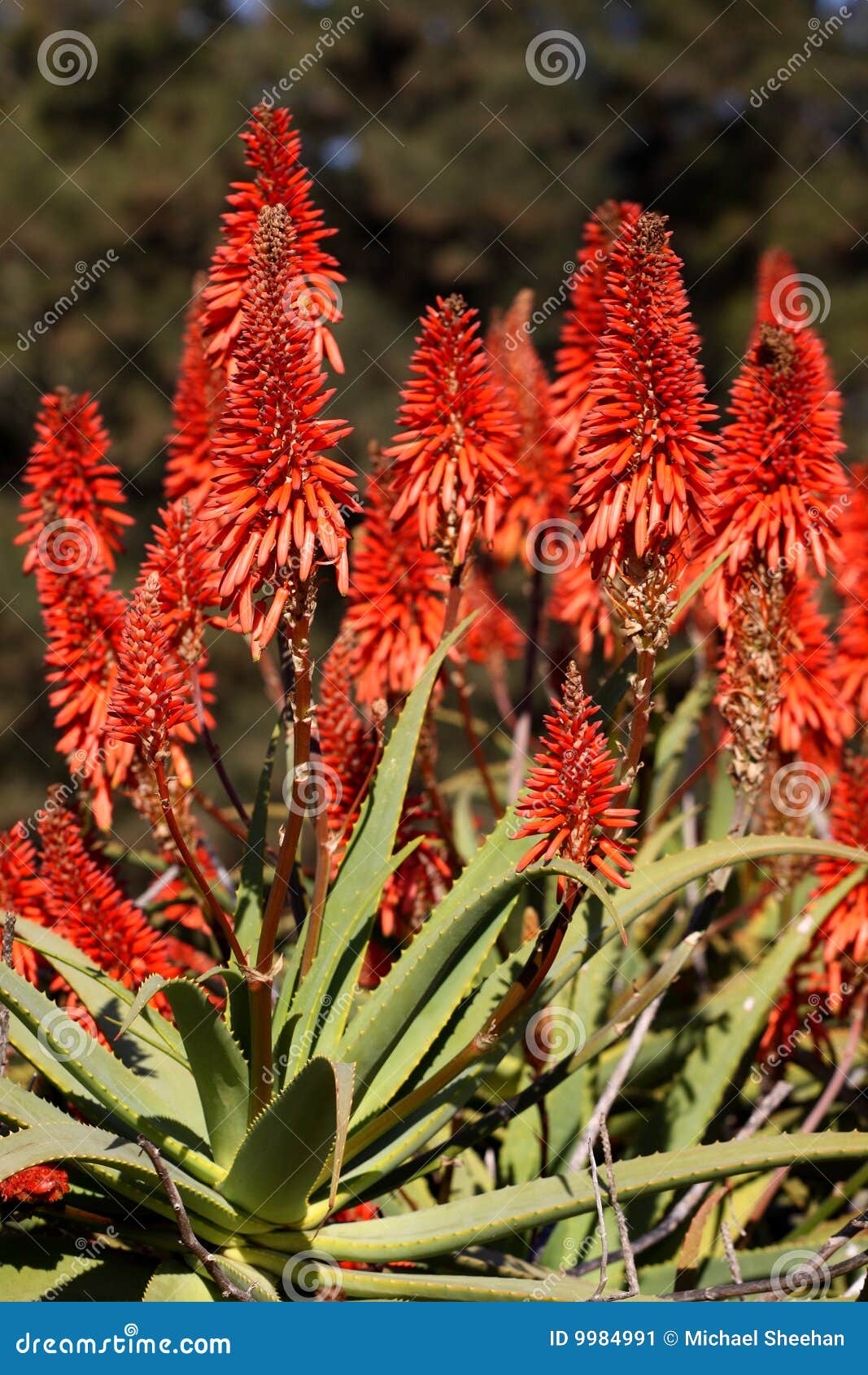 Wild aloe plant stock image. Image of care, health, plant - 9984991