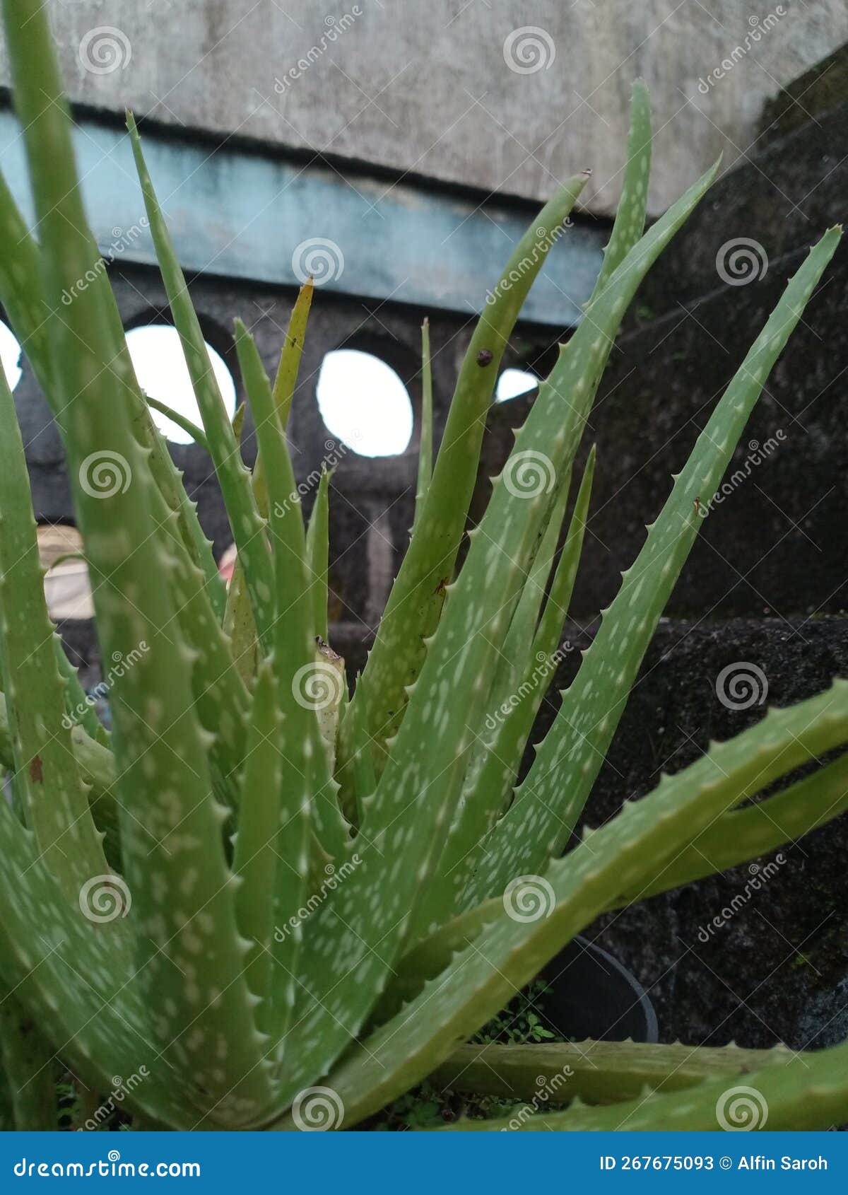 The wild aloe vera stock image. Image of aloe, vera - 267675093