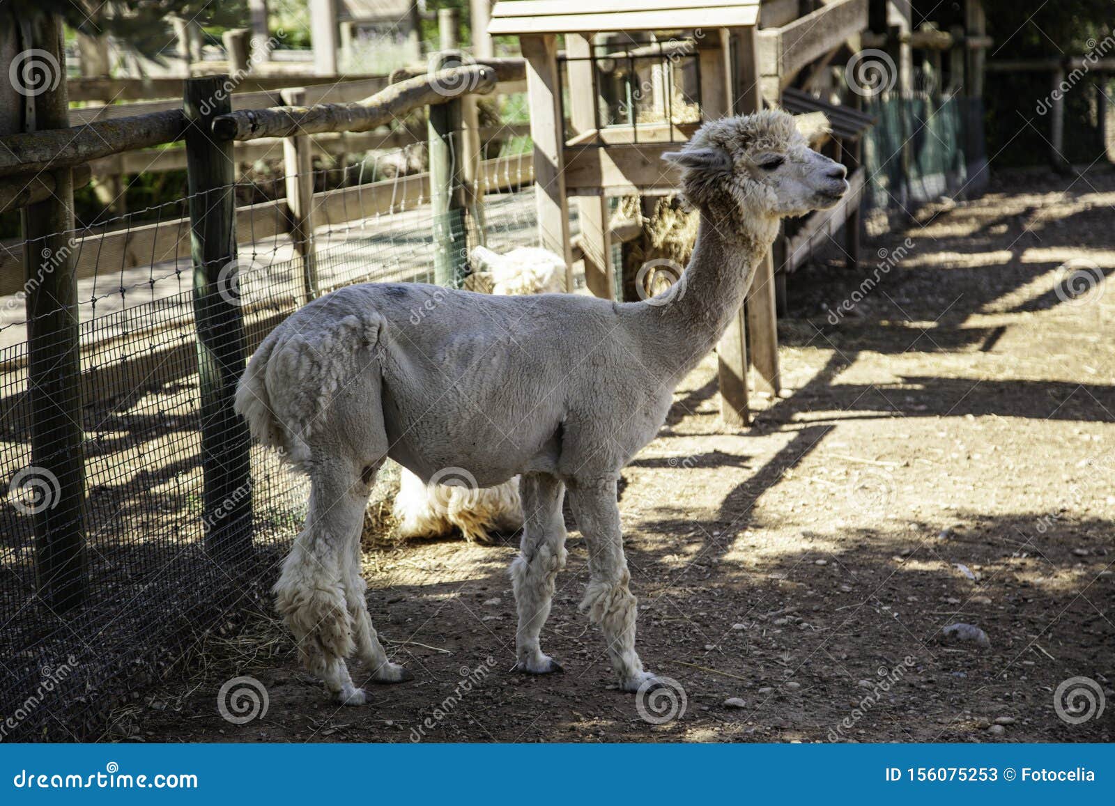 Wild Alpaca caged stock image. Image of landscape, farming - 156075253