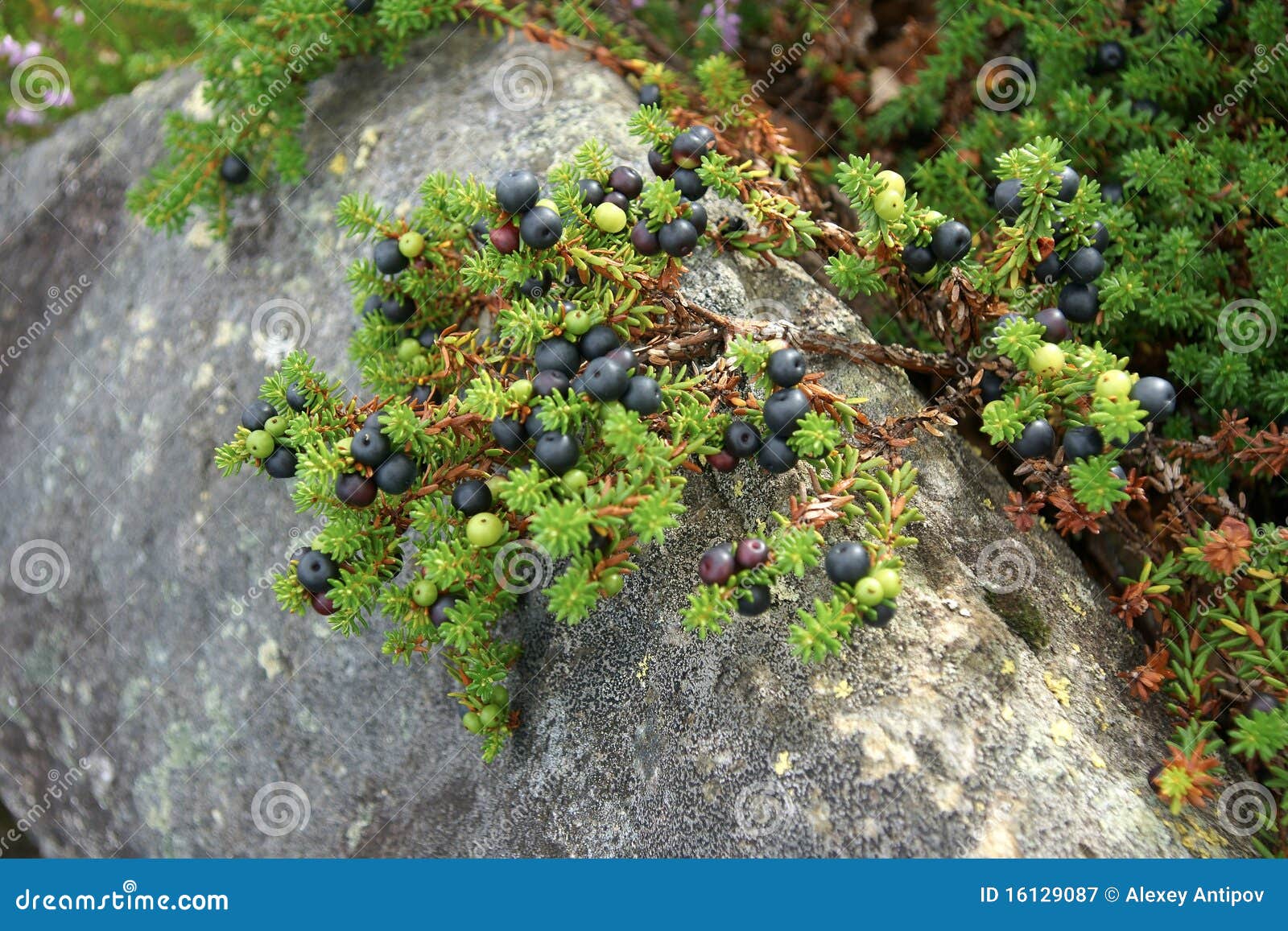Wild Alpine Dwarf Black Crowberry Shrub Stock Image - Image of close ...