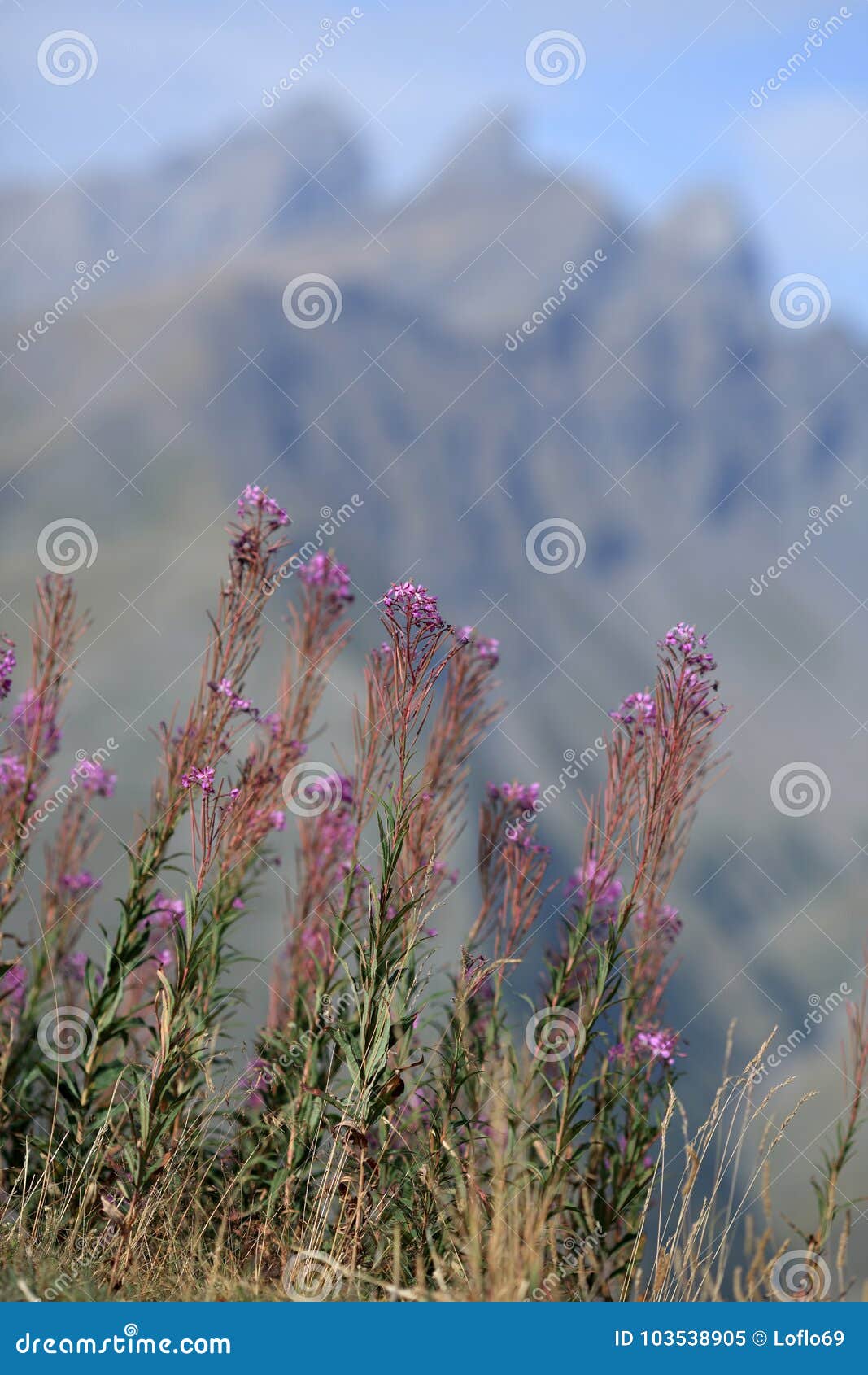 Wild Alpine flowers stock image. Image of mountain, alps - 103538905