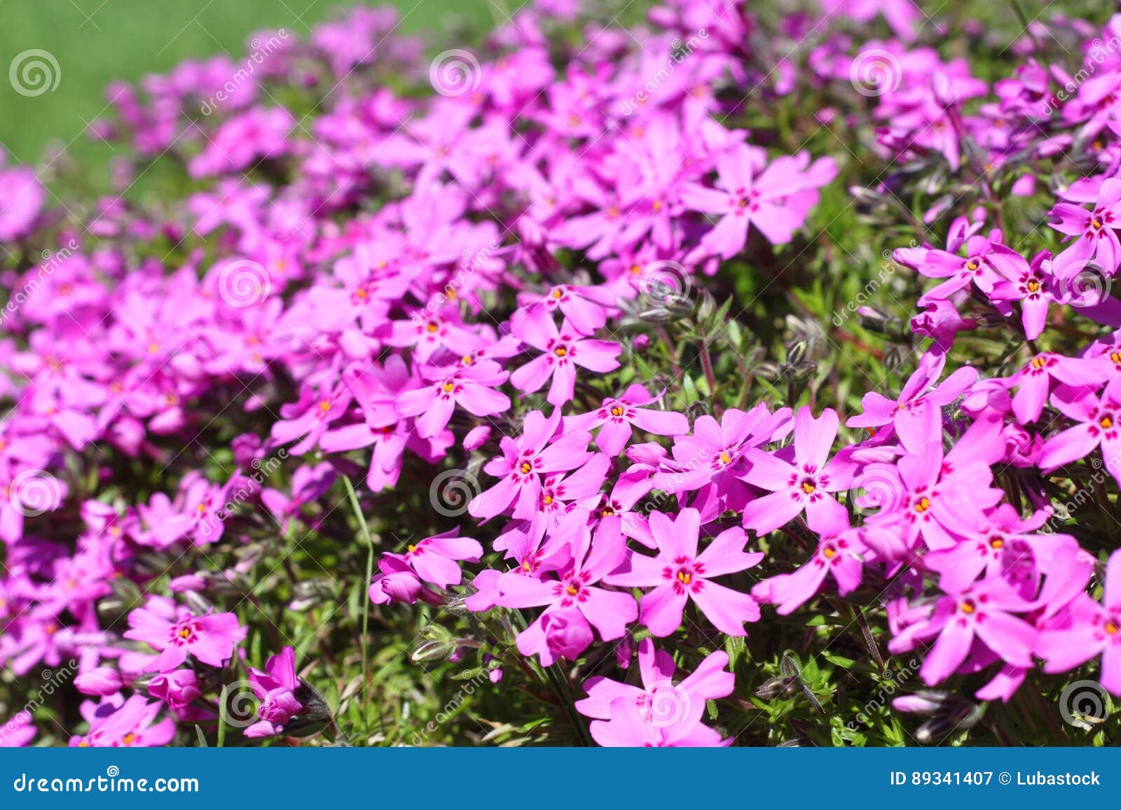 Wild alpine flowers stock image. Image of alpine, scandinavia - 89341407