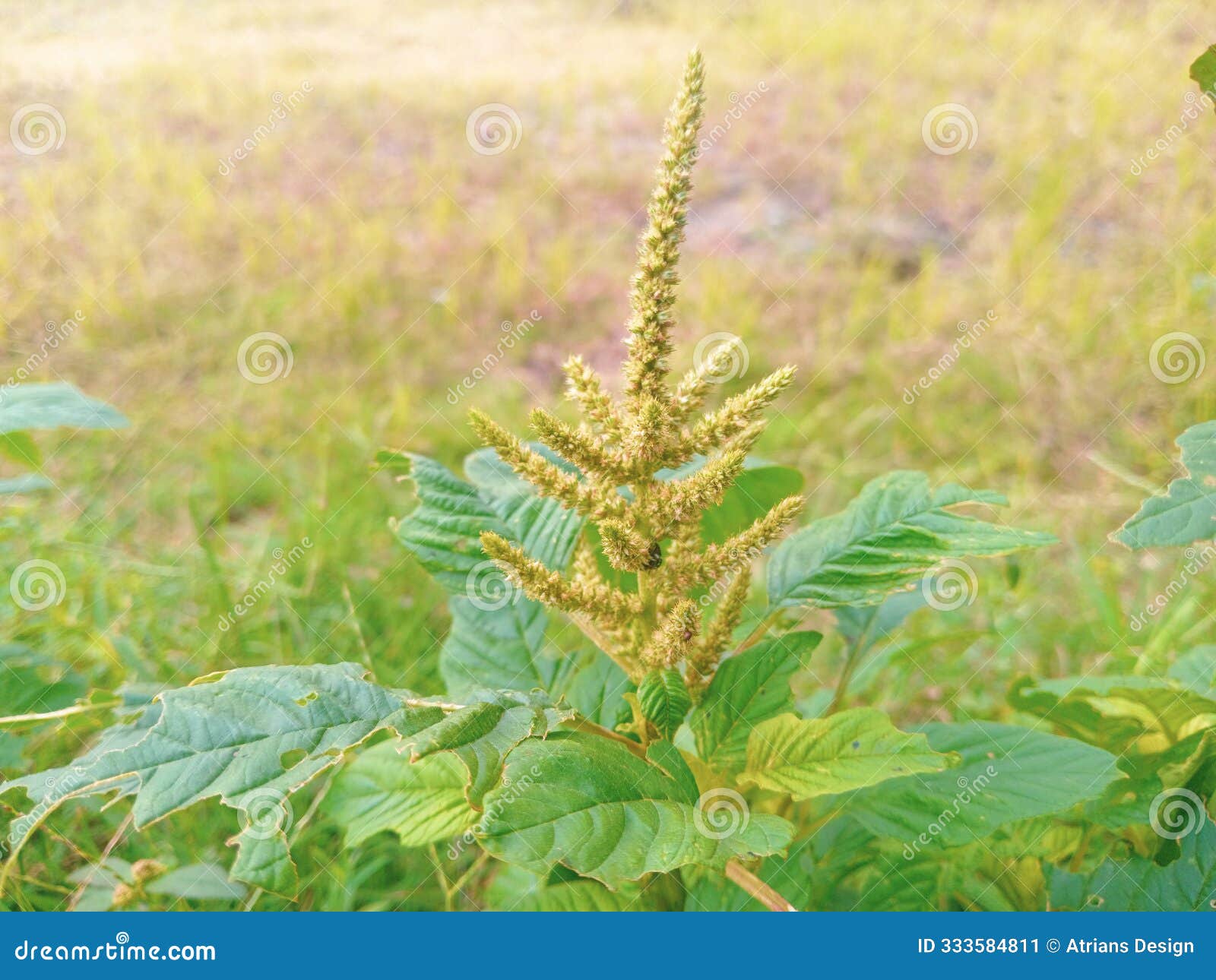 Wild Amaranth Flowers that Grow Abundantly on the Edge of the Rice ...