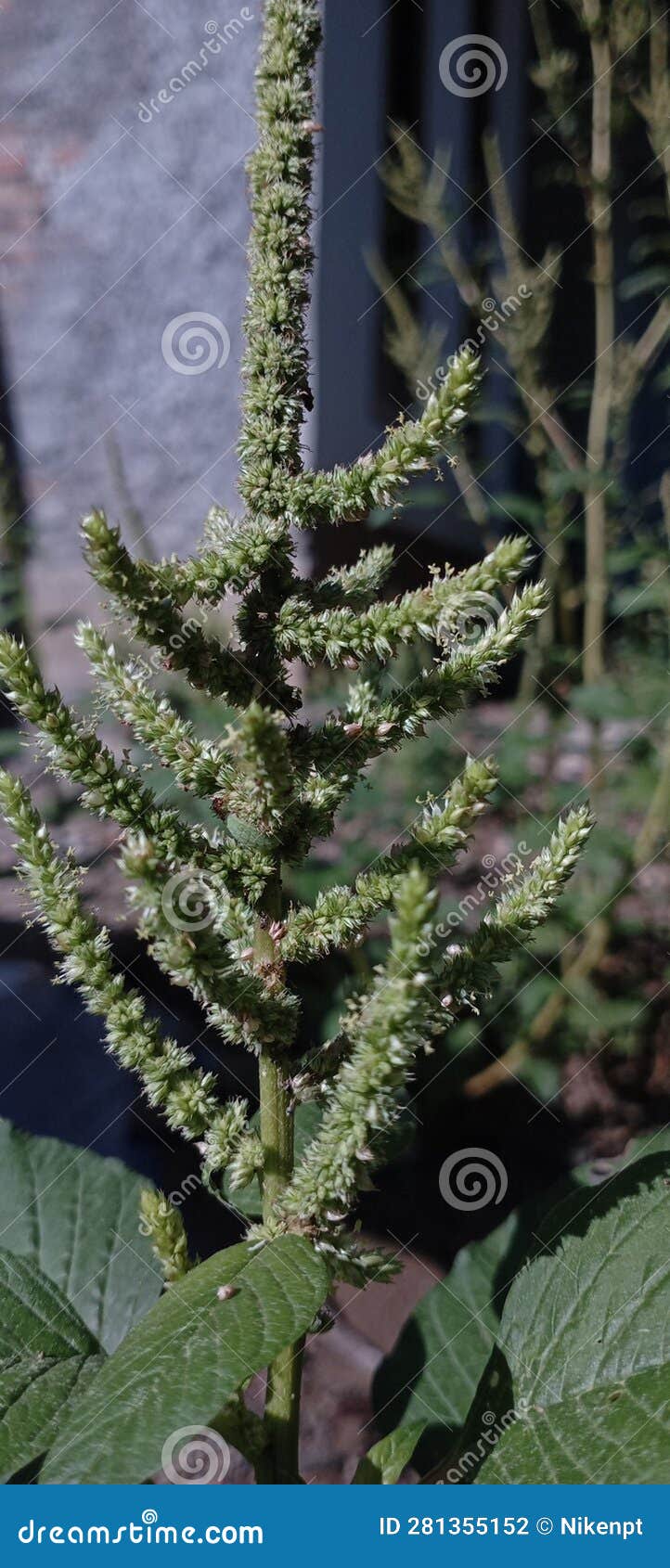 Wild Amaranthus Spinach Flower Blooming Stock Photo - Image of blooming ...