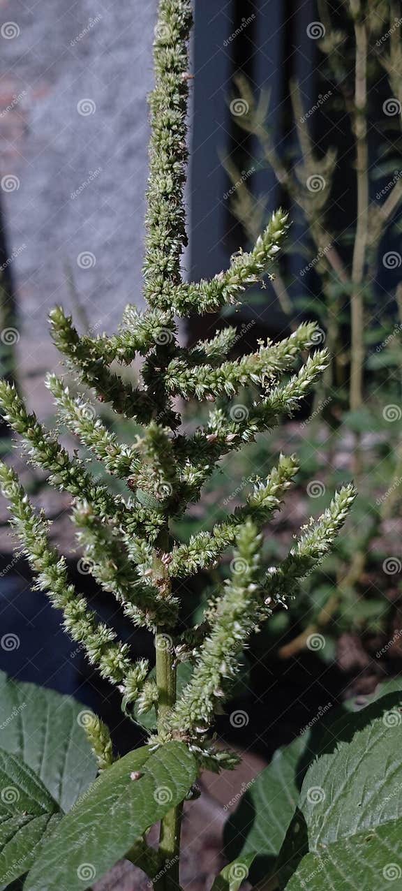 Wild Amaranthus Spinach Flower Blooming Stock Photo - Image of blooming ...