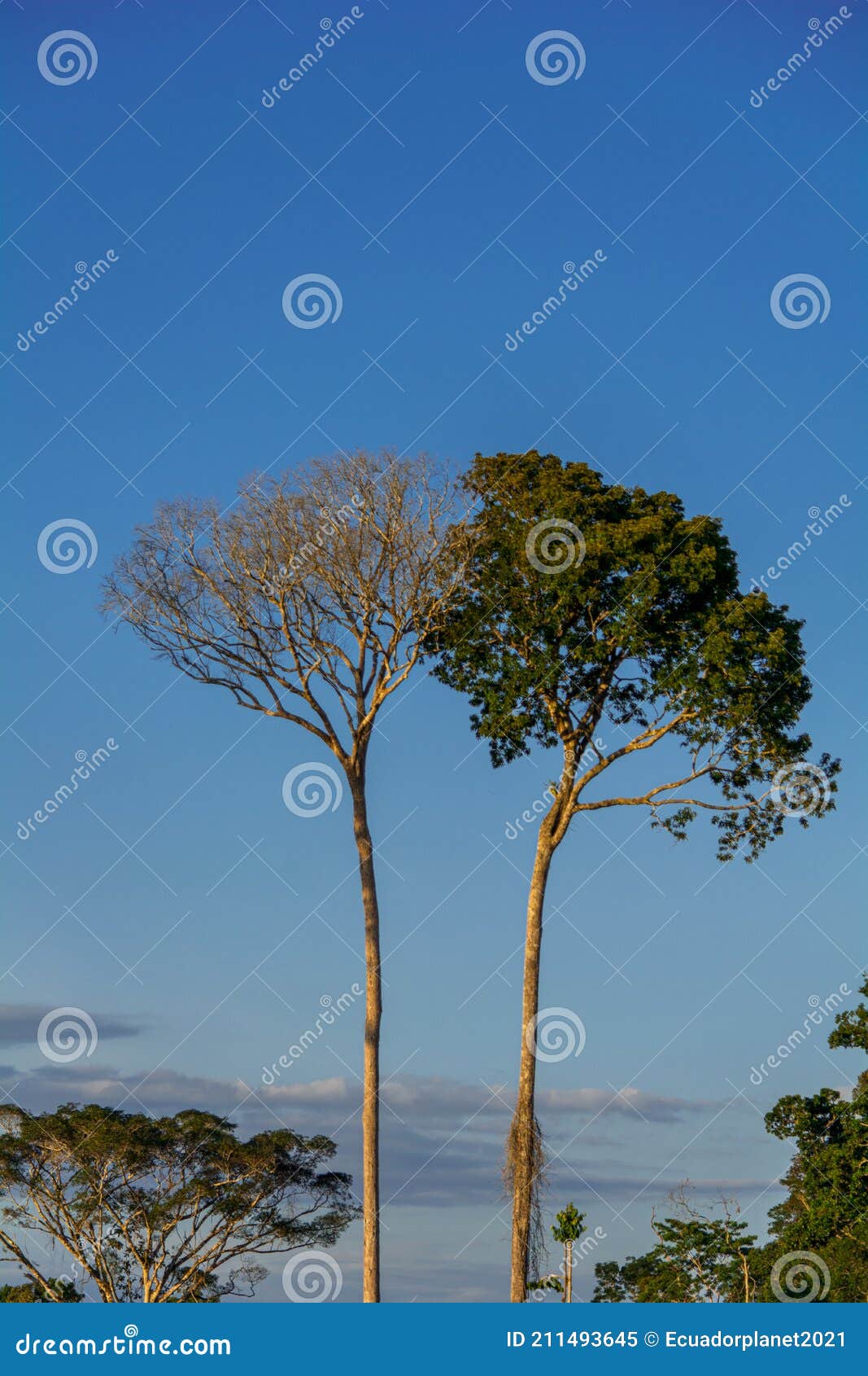 Wild Amazonas Trees of Ecuador Stock Image - Image of trees, wild ...