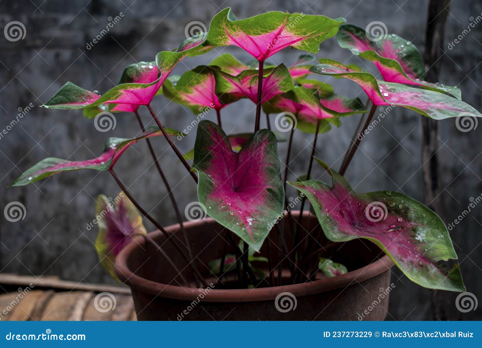 Wild Amazonian Plant Caladium Bicolor Stock Image - Image of rainforest ...