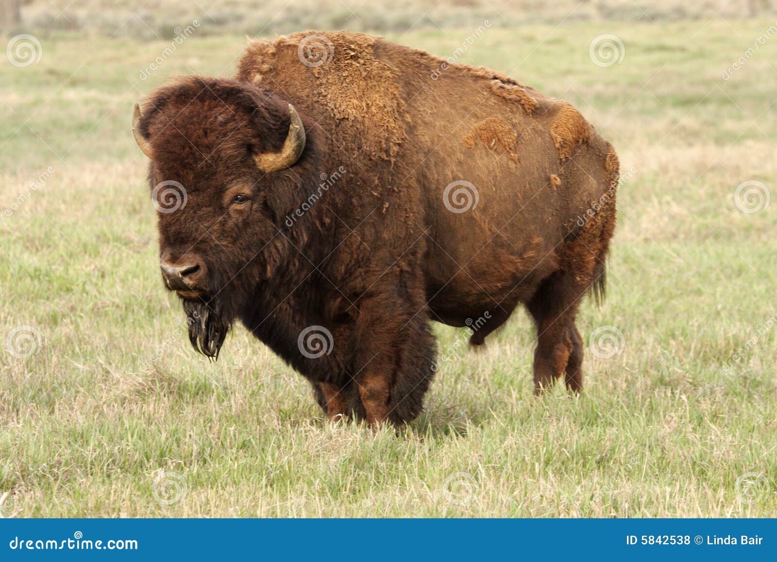 A Wild America Bison - a Huge Mature Bull Stock Photo - Image of bull ...