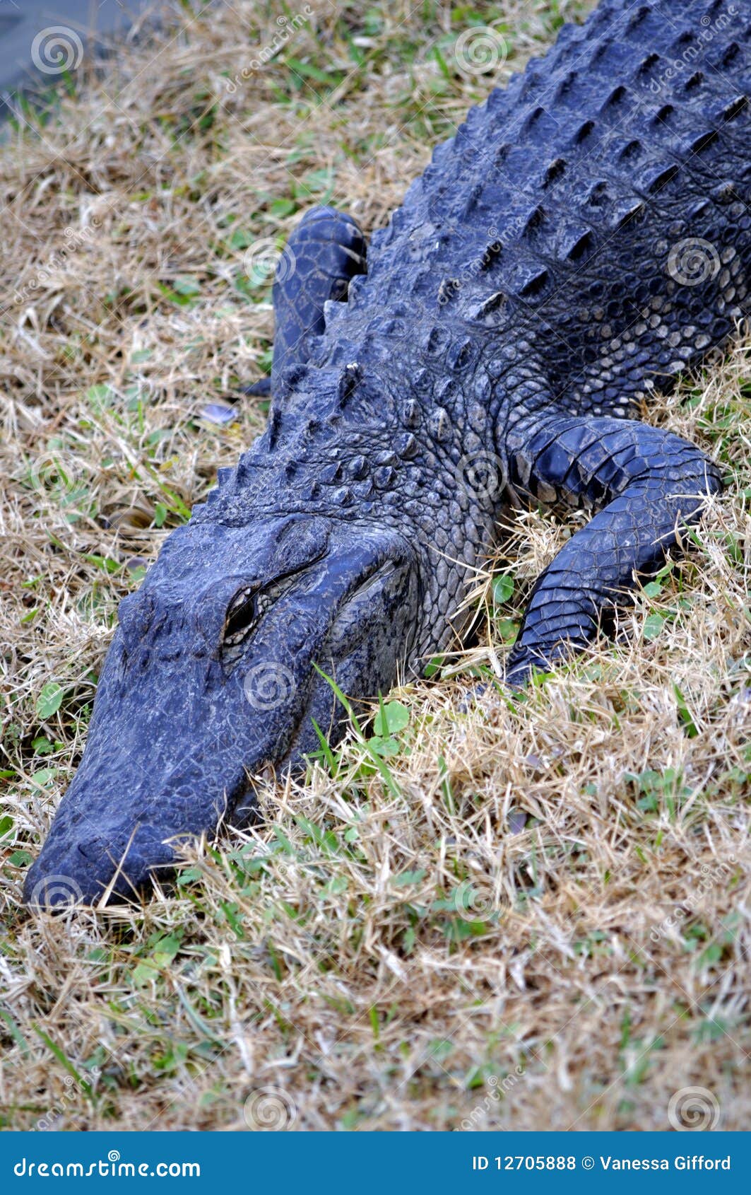 Wild American Alligator stock photo. Image of africa - 12705888