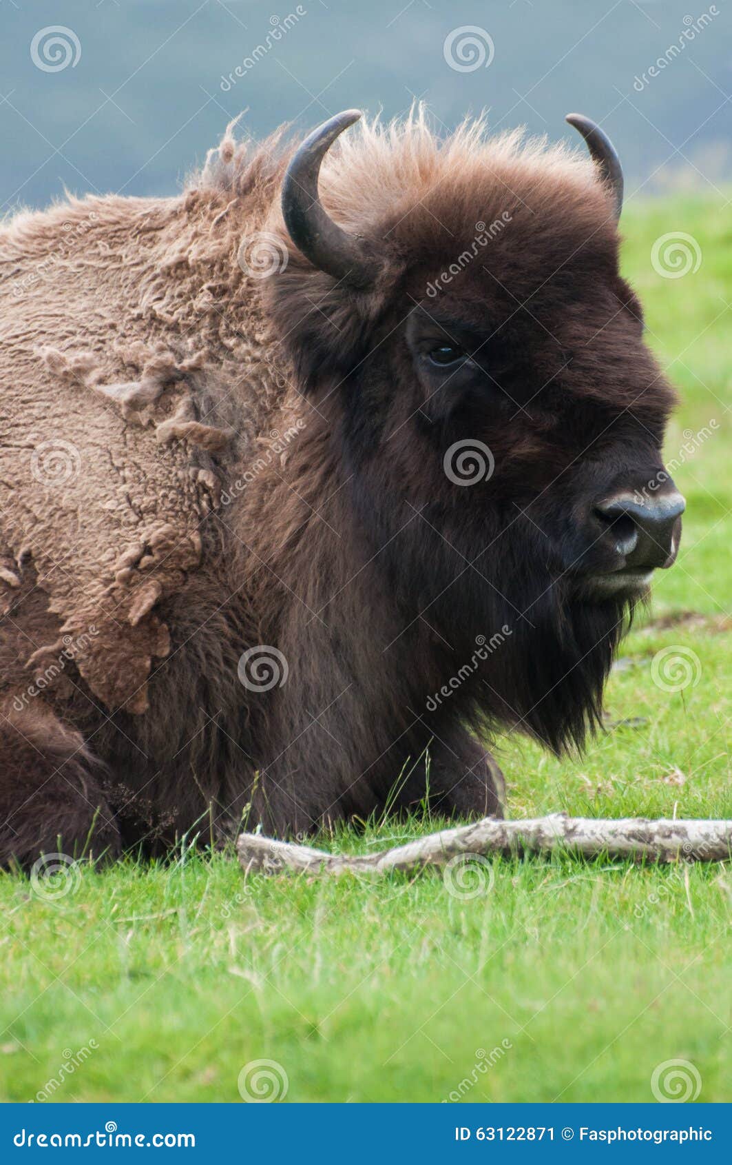 Wild American Bison stock image. Image of american, summer - 63122871