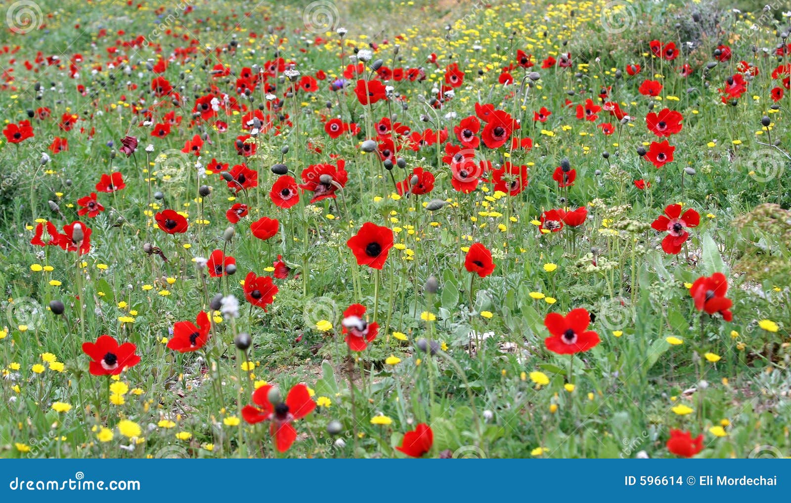 Wild anemones field stock photo. Image of wild, anemone - 596614