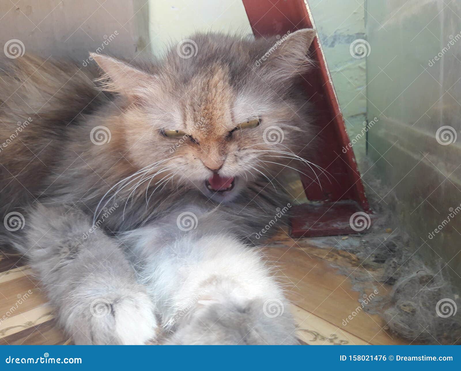 Wild Angry Cat Attack in the Flat Stock Photo - Image of attack, flat ...