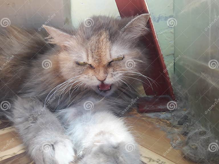 Wild Angry Cat Attack in the Flat Stock Photo - Image of attack, flat ...