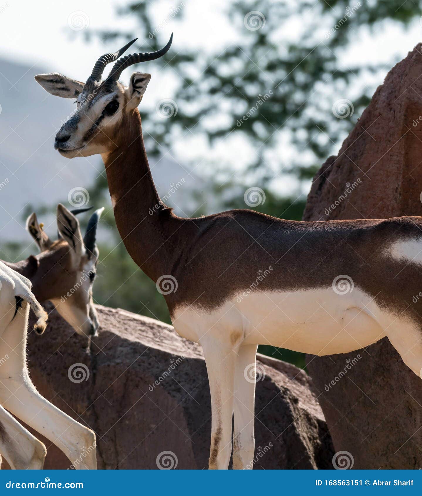 Wild Animal Arabian Ghazal in Desert Stock Image - Image of bardia ...