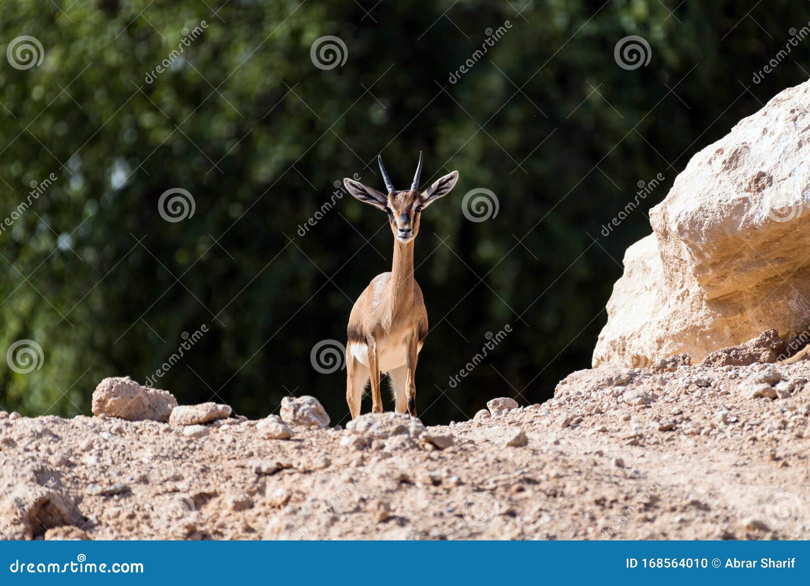 Wild Animal Arabian Ghazal in Desert Stock Photo - Image of gazella ...