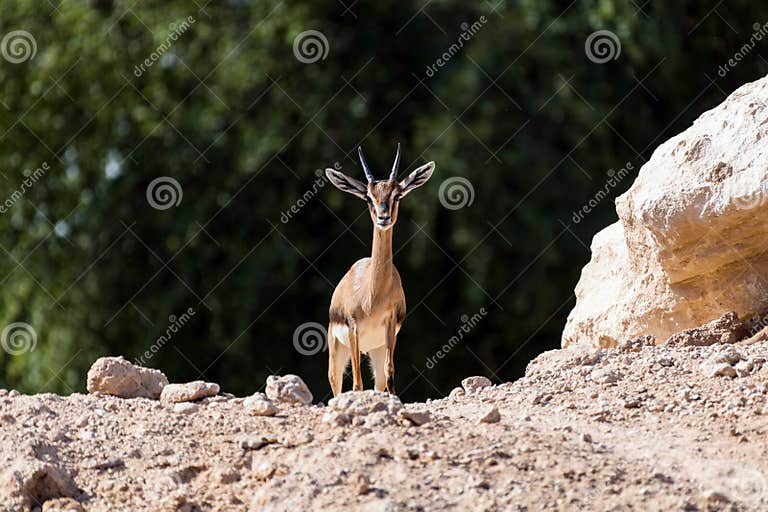 Wild Animal Arabian Ghazal in Desert Stock Photo - Image of gazella ...