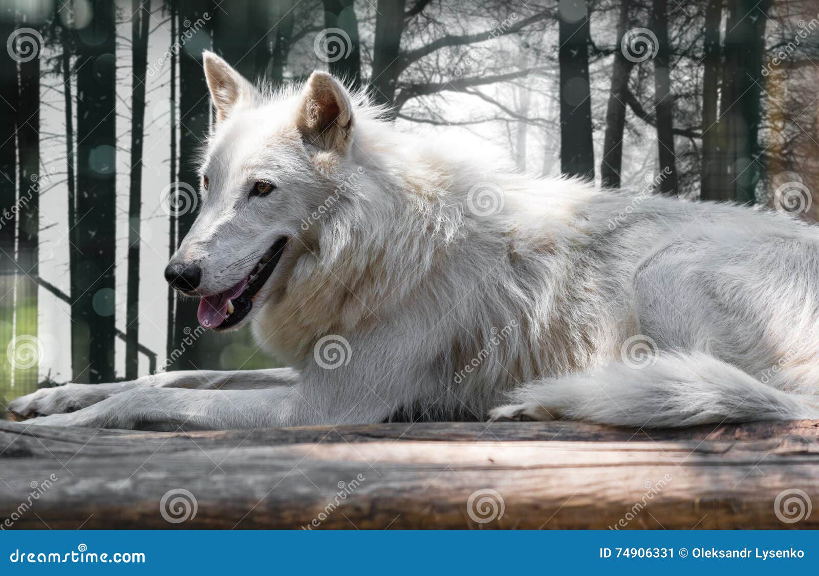Wild Animal Arctic White Wolf Stock Image - Image of beast, polar: 74906331