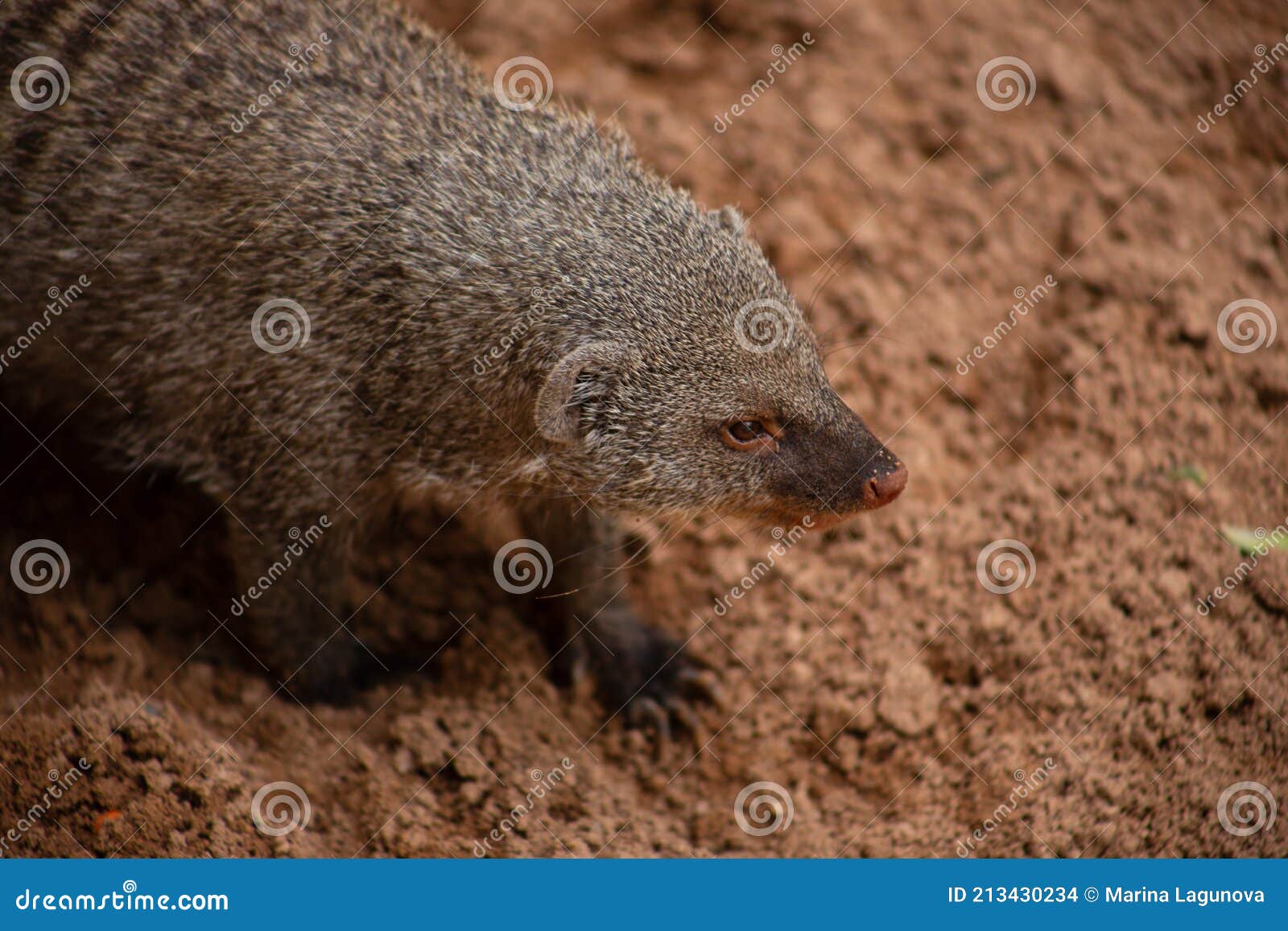 Wild Animal, Wild Beast, Wild Beast is Coming Stock Photo - Image of ...