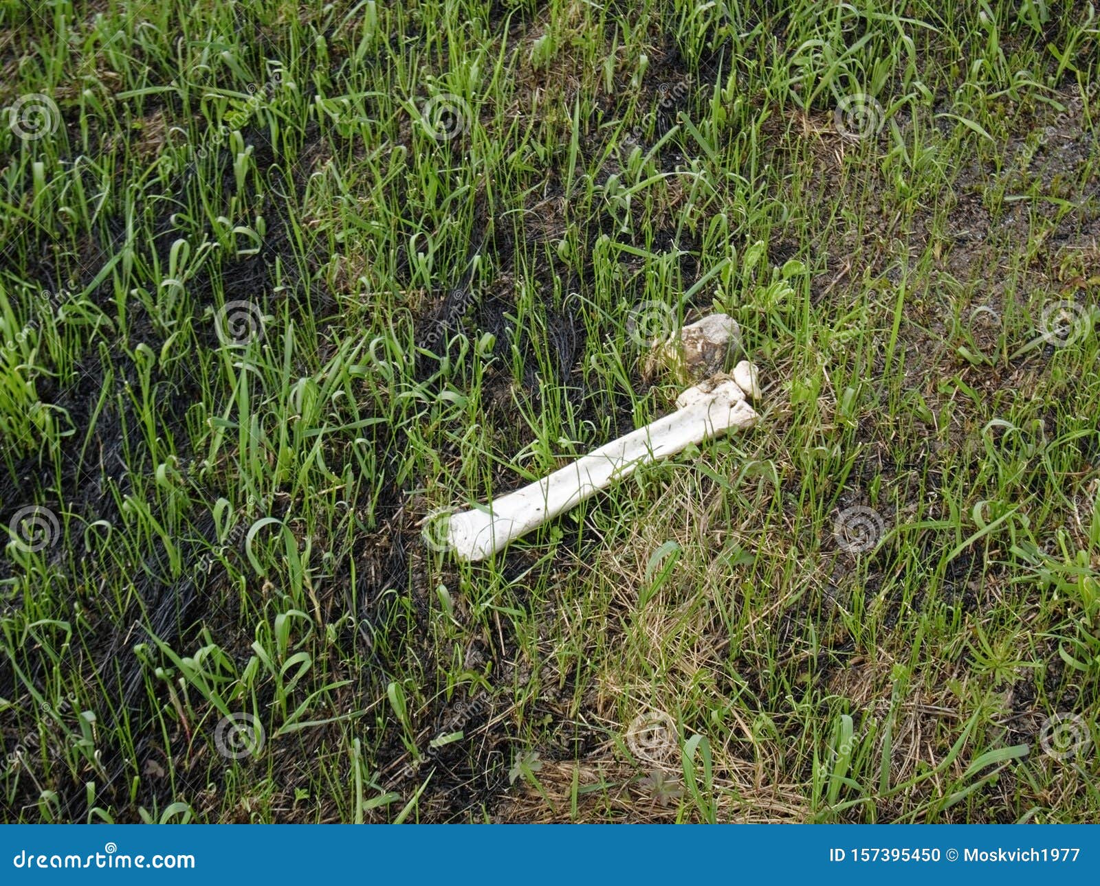 Wild Animal Bones in Grass in Spring Stock Photo - Image of boar ...