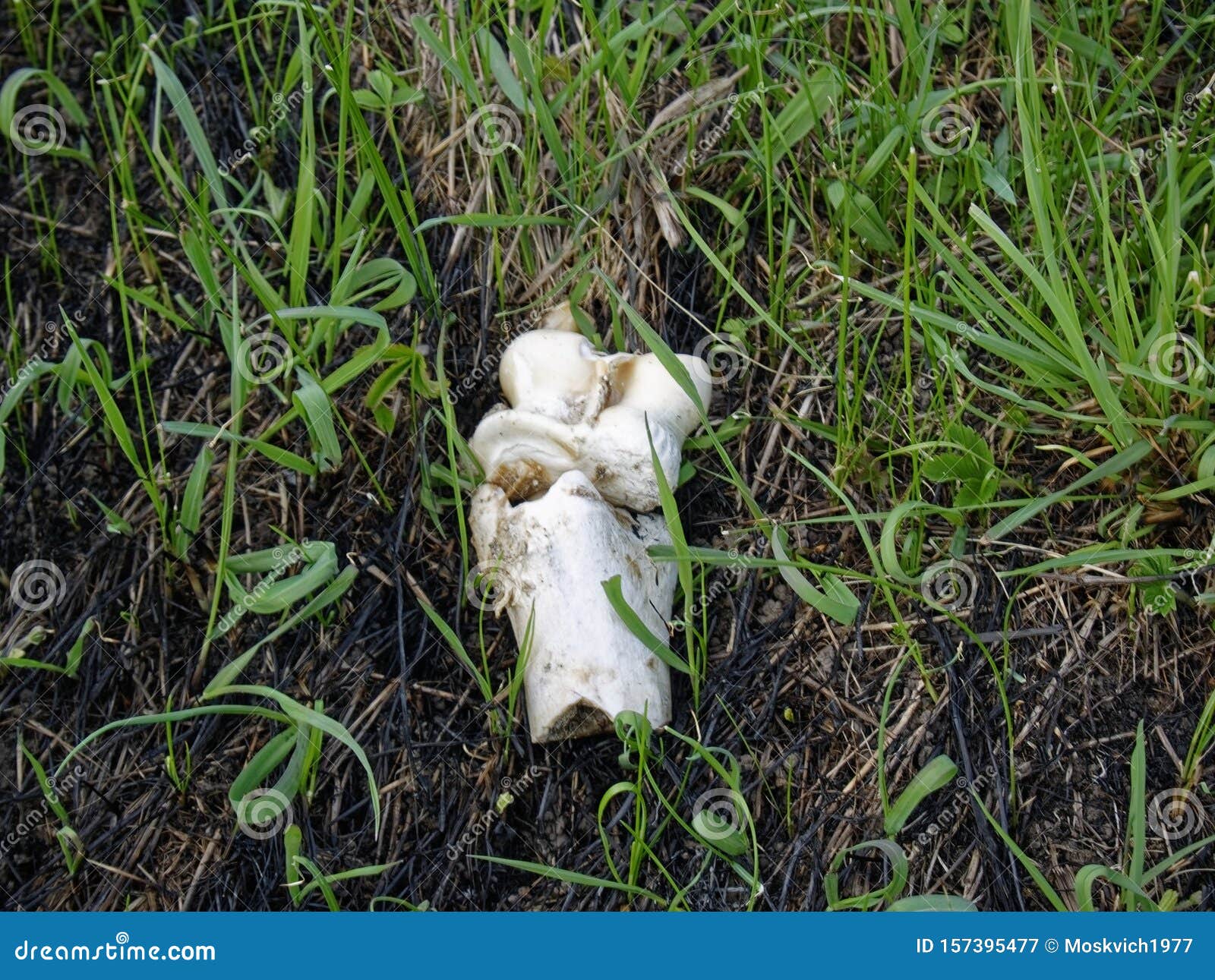Wild Animal Bones in Grass in Spring Stock Image - Image of forest ...