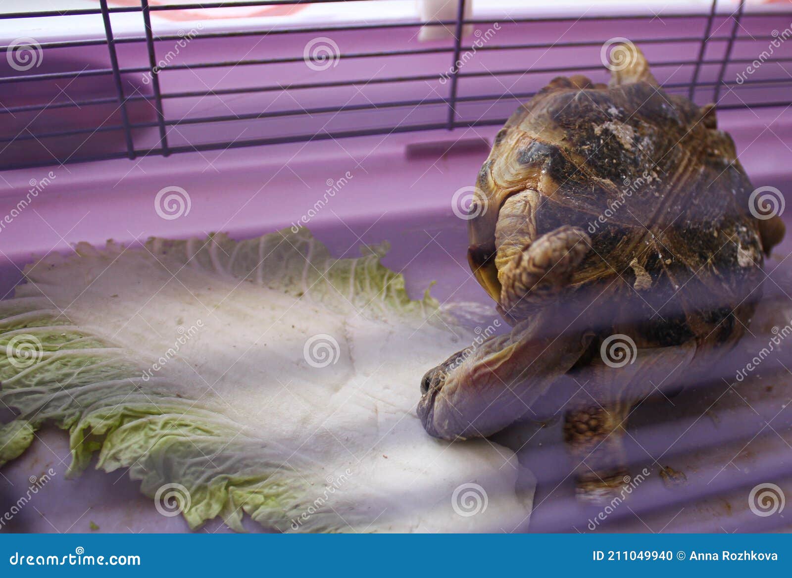 Wild Animal in a Cage, Turtle in Cage Stock Photo - Image of beautiful ...