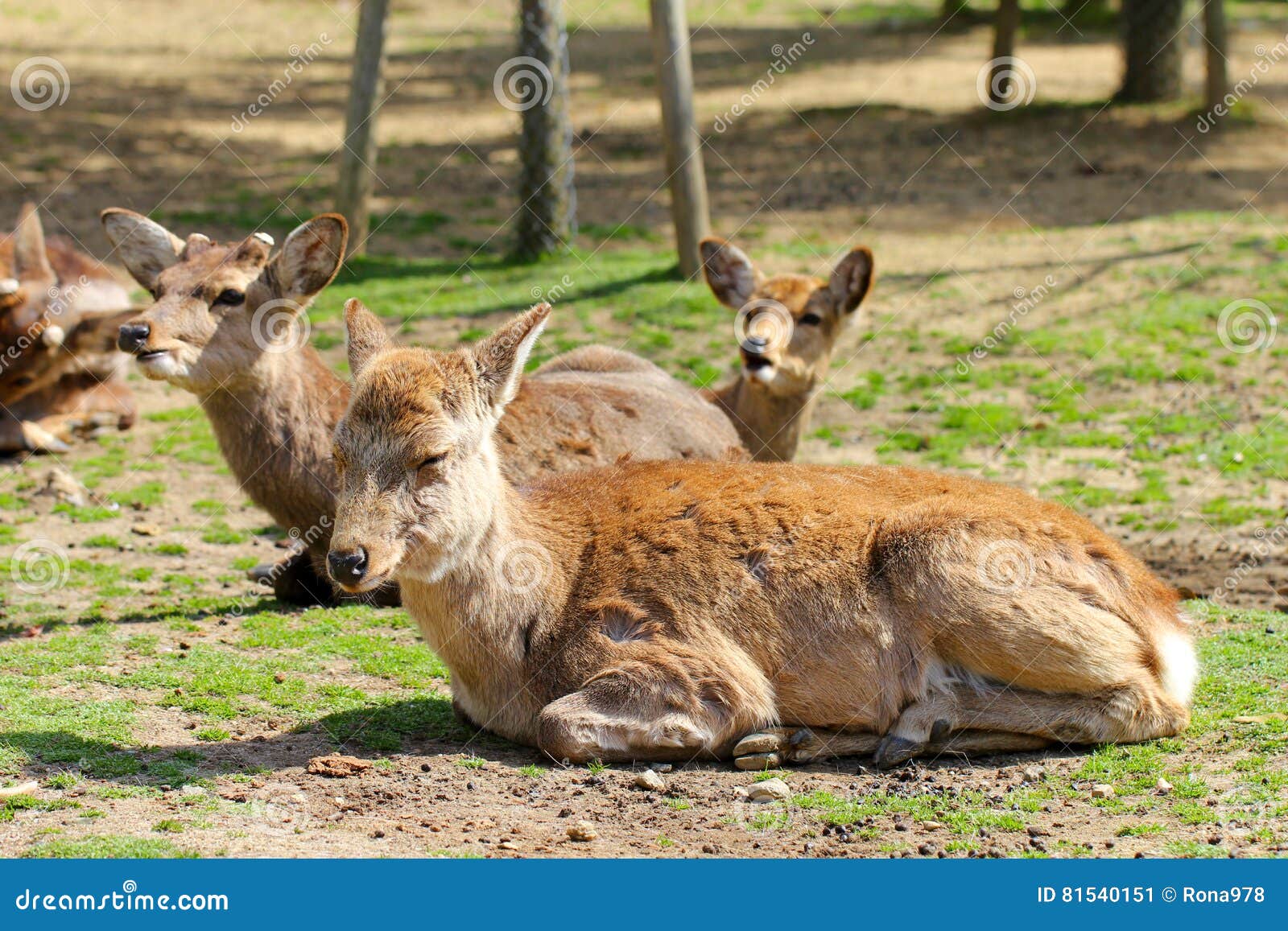 Wild animal, deer. stock image. Image of beast, conservation - 81540151
