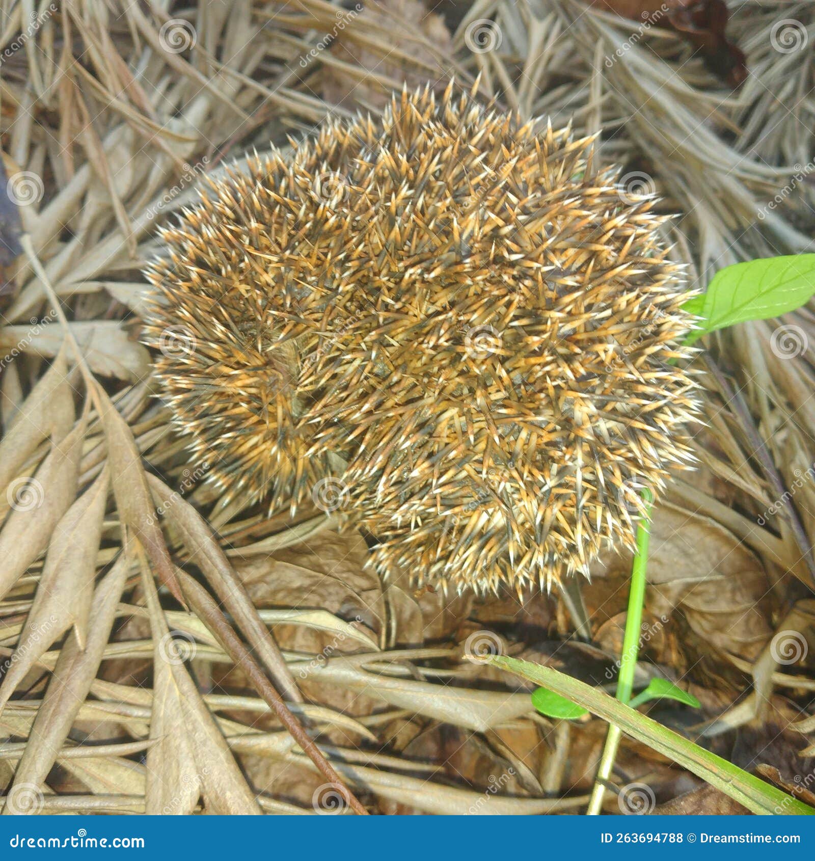 Wild animal in Kenya.. stock photo. Image of sensitive - 263694788
