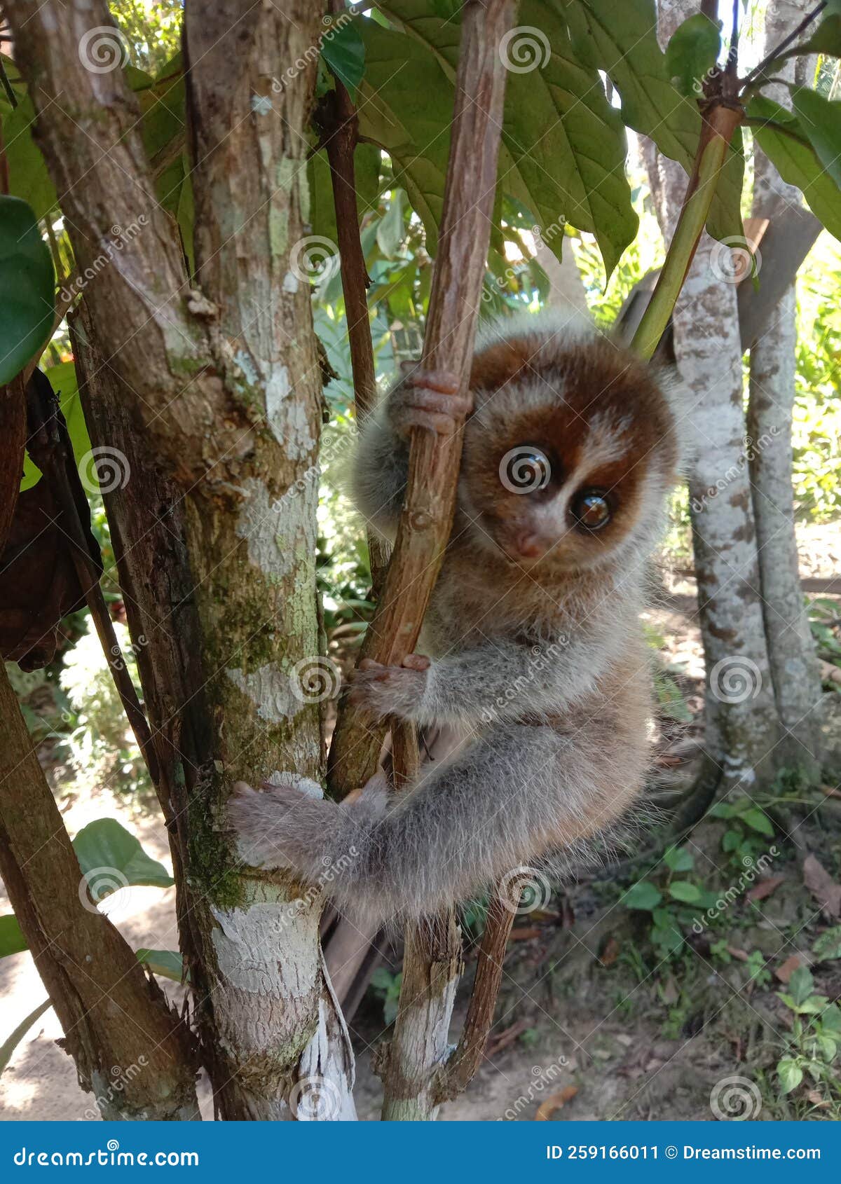 Wild animal kukang stock image. Image of kukang, wild - 259166011