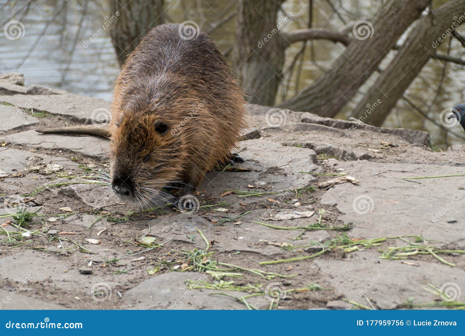 Nutria farm on a river stock photo. Image of mammalia - 177959756
