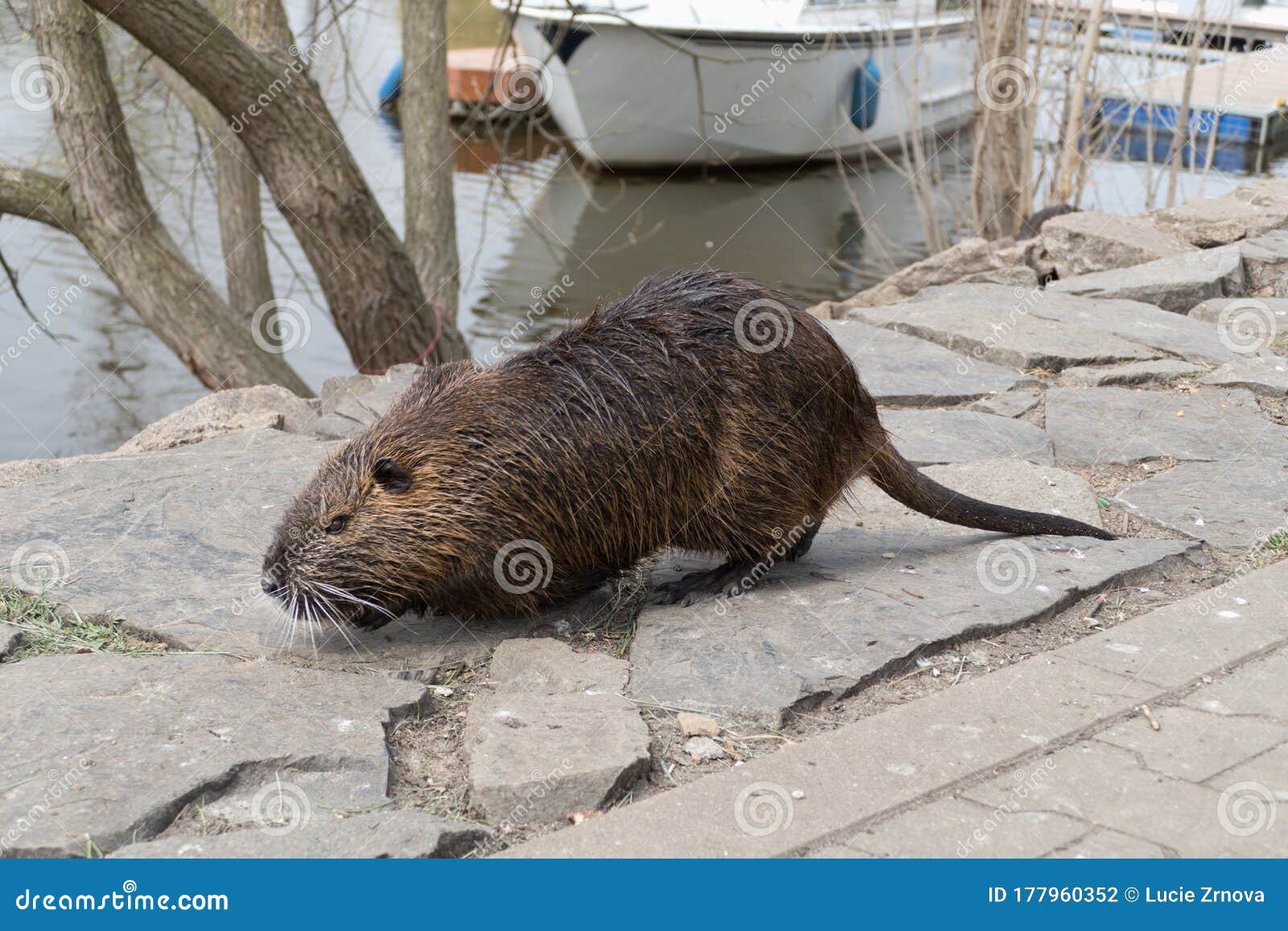 Nutria farm on a river stock photo. Image of coypu, north - 177960352