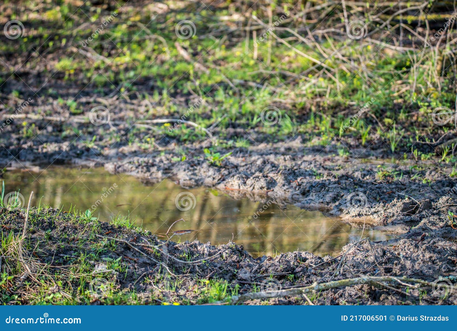 Wild Animal S Mud Bath in Forest Stock Image - Image of natural, nature ...