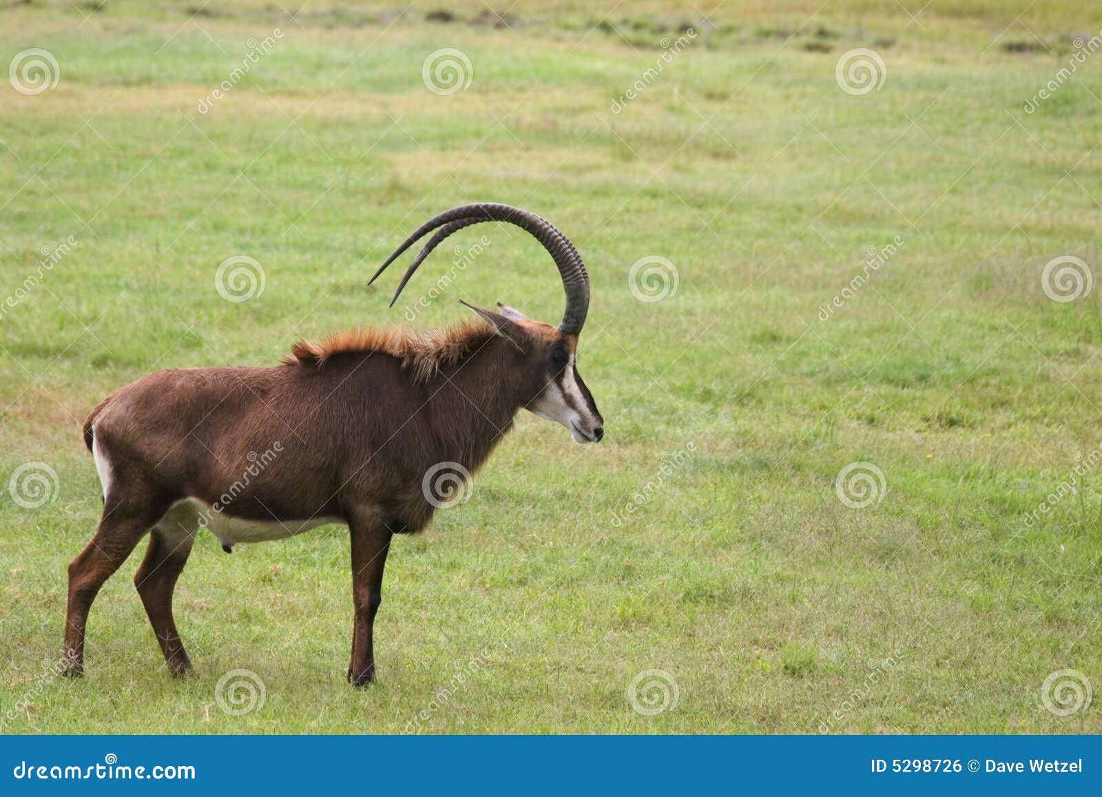 Wild animal in the savana stock photo. Image of wilderness - 5298726