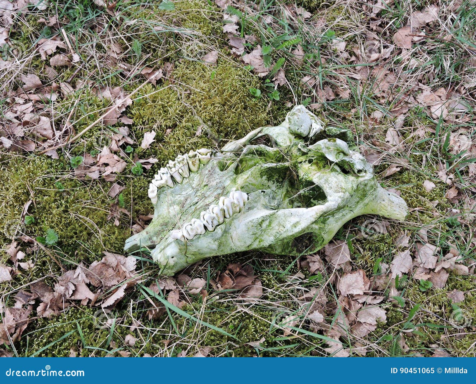 Wild animal skull stock image. Image of moss, leaf, white - 90451065
