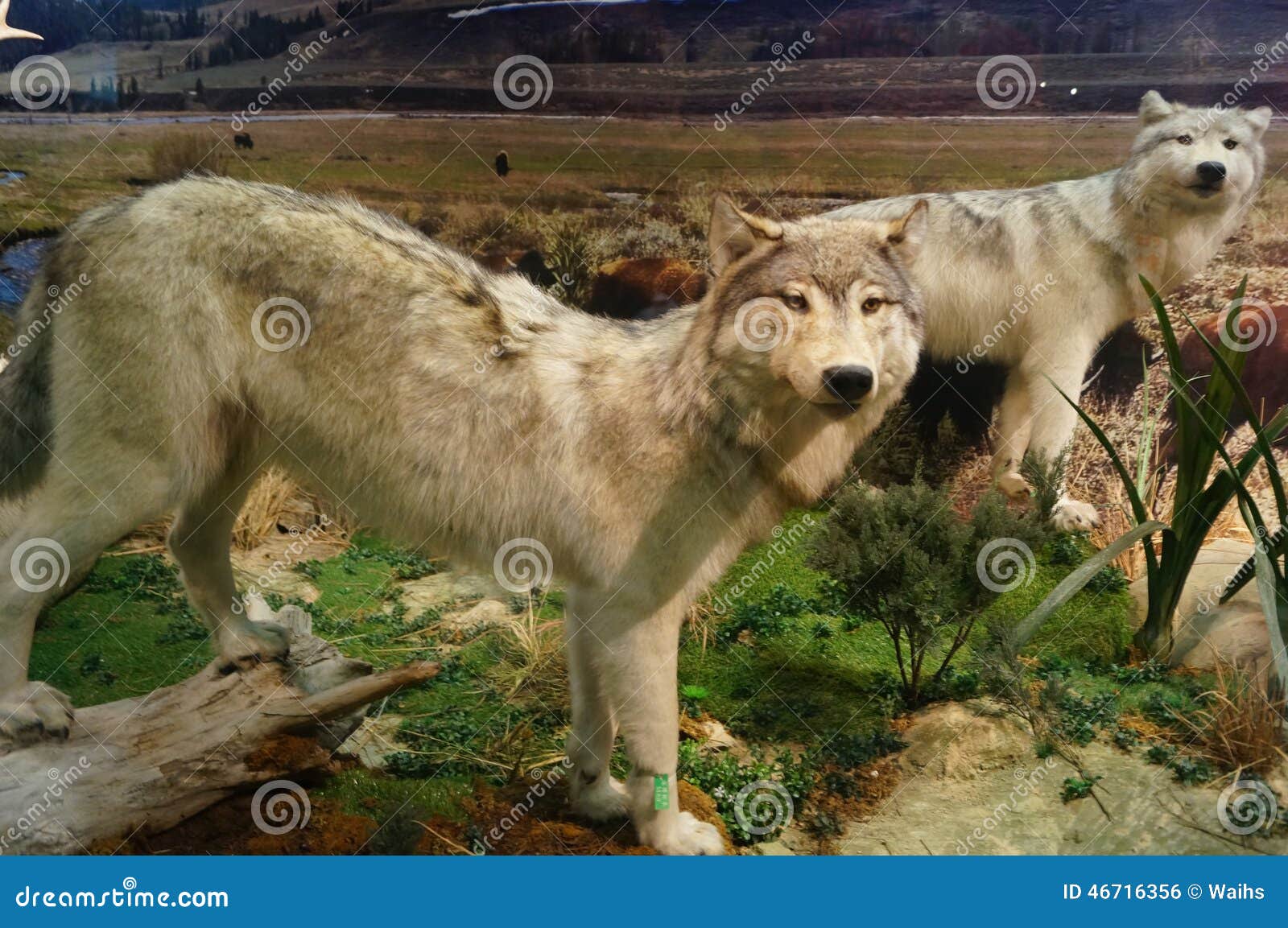Wild animal specimen: Wolf editorial photo. Image of interior - 46716356