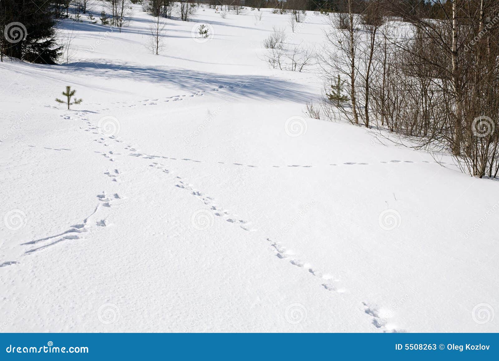 Wild animal traces stock image. Image of scene, traces - 5508263