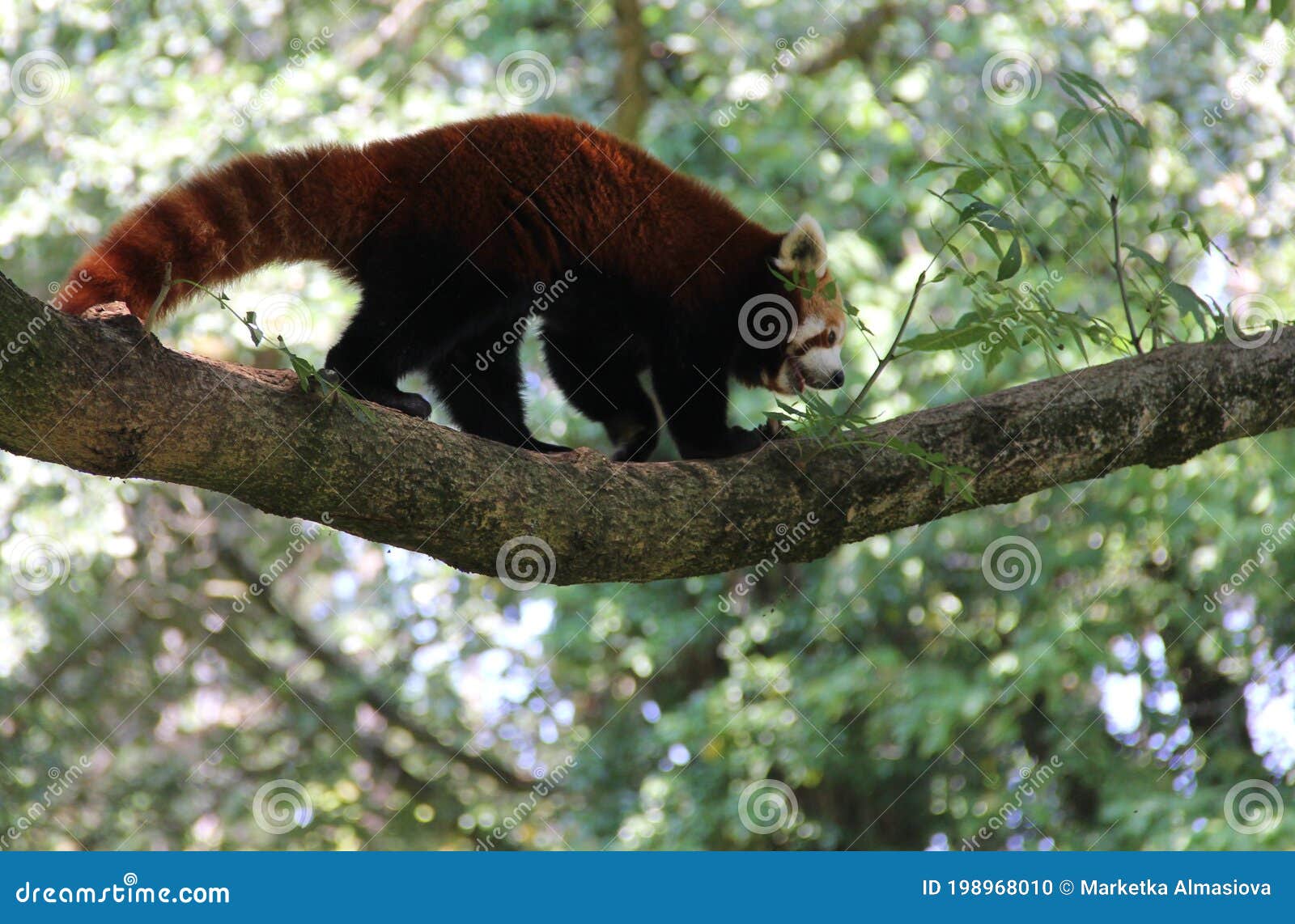 Wild animal on tree stock photo. Image of primate, wildlife - 198968010