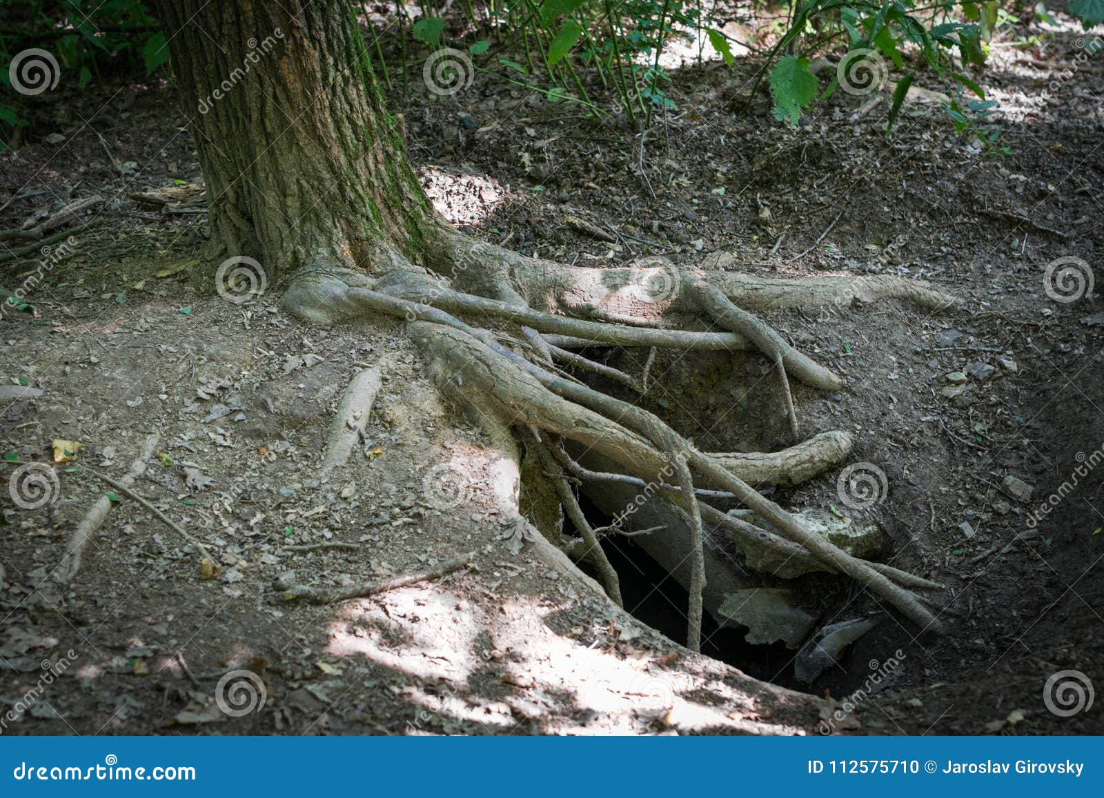 Burrow in tree roots stock photo. Image of lair, forest - 112575710