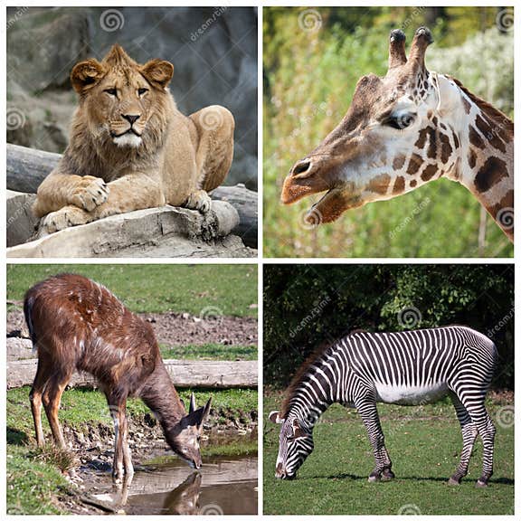 Wild animals stock photo. Image of giraffe, panthera - 21914858