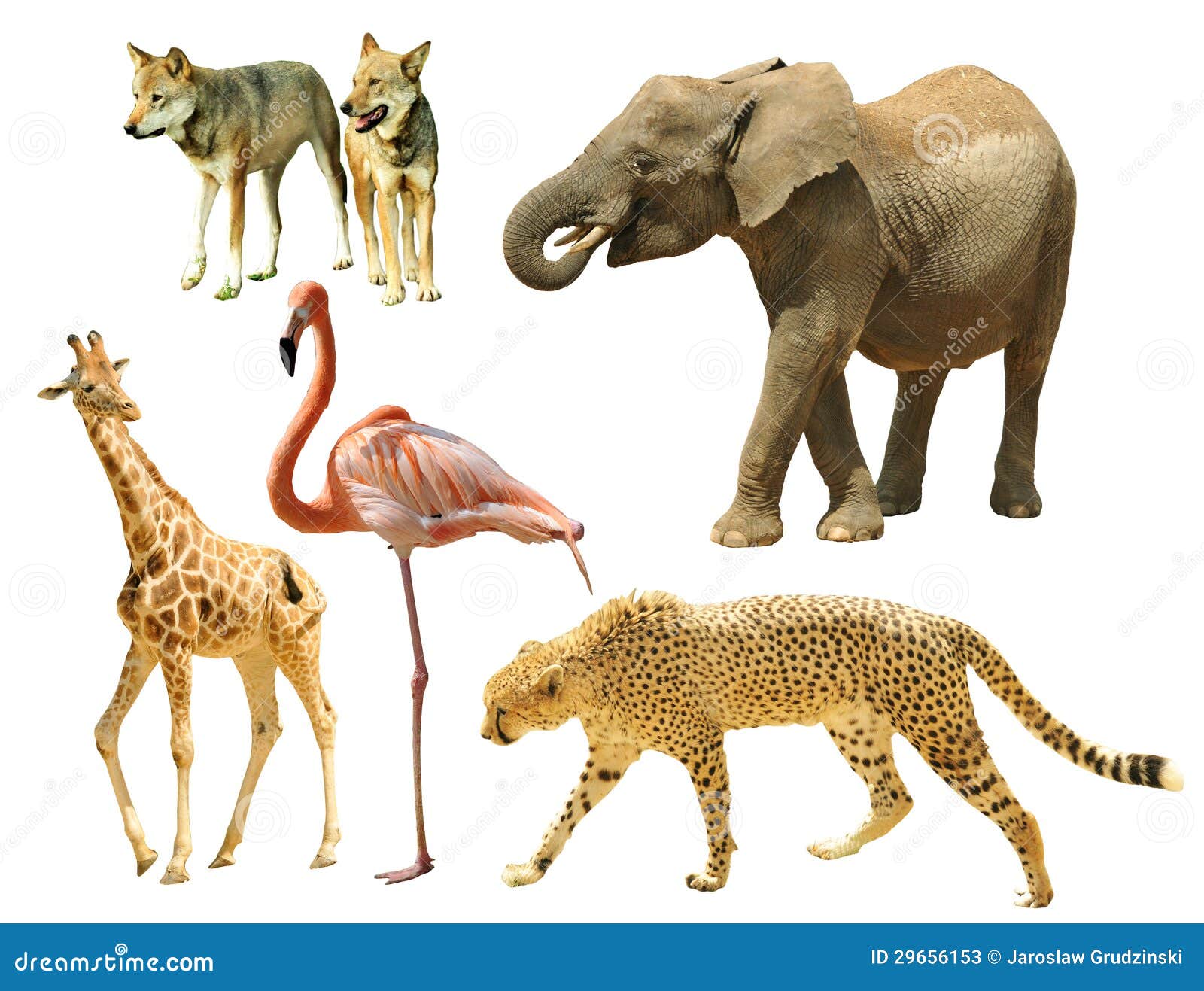 Wild animals stock image. Image of species, background - 29656153
