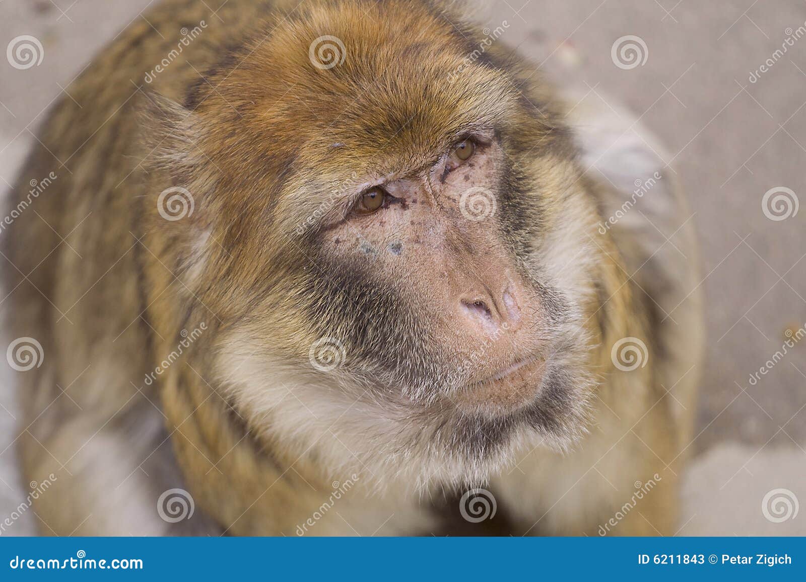Wild animals stock image. Image of frown, onsen, primate - 6211843