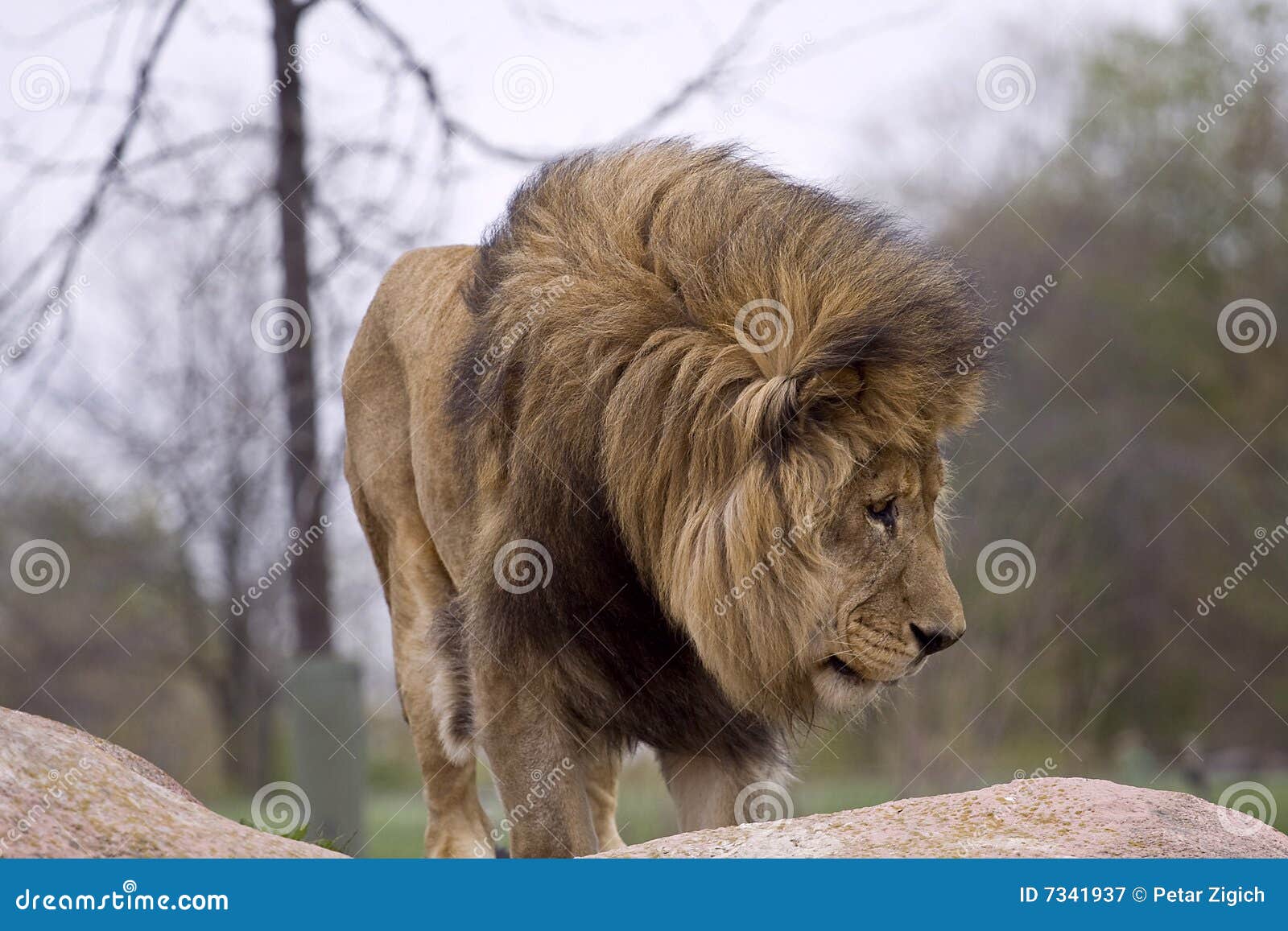 Wild animals stock image. Image of outdoor, feline, environment - 7341937