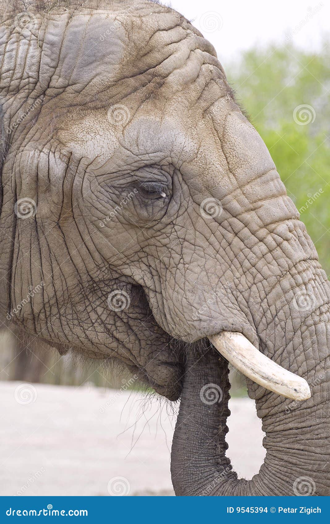 Wild animals stock photo. Image of skinned, slow, close - 9545394