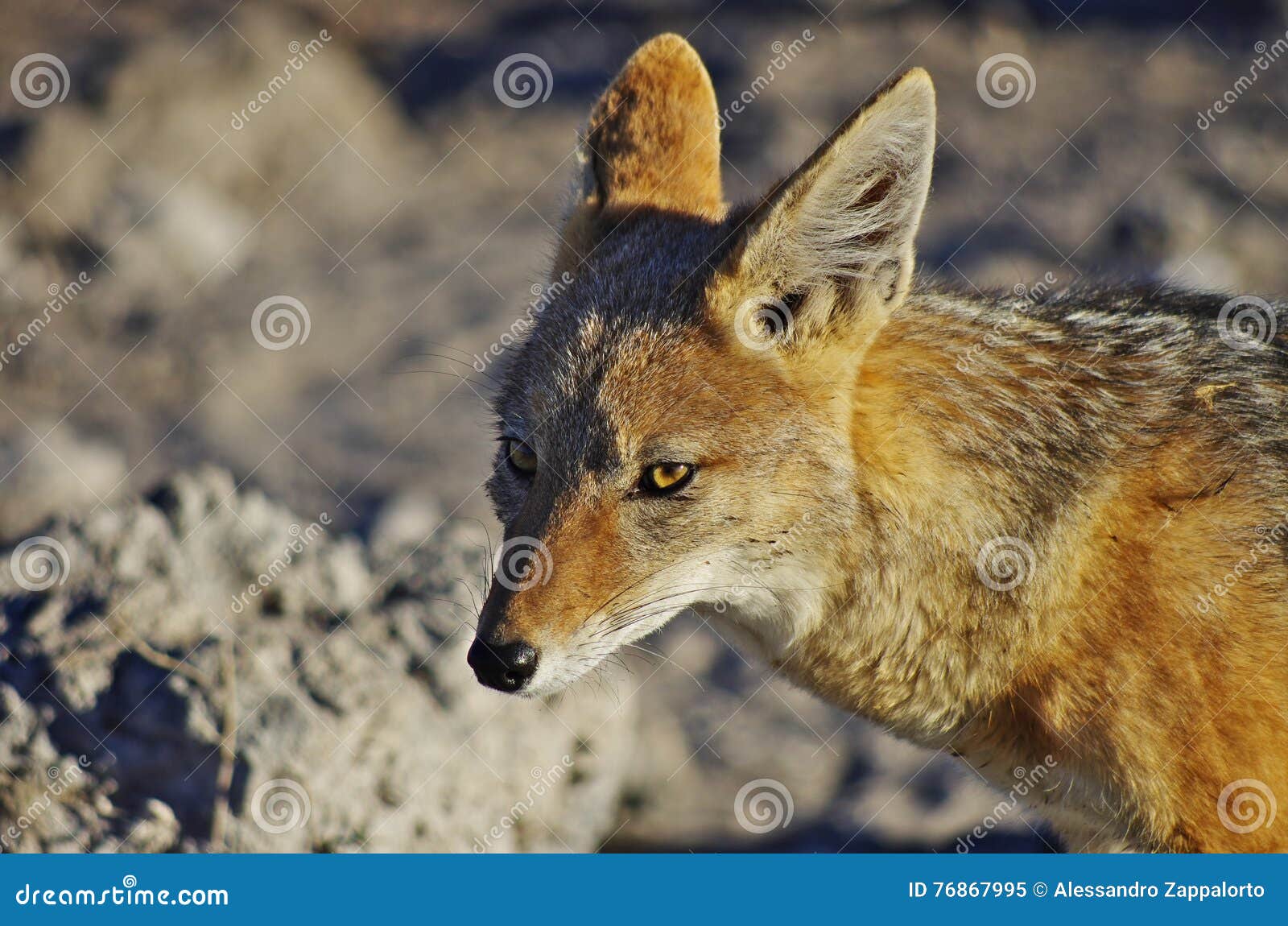 Wild Animals of Africa: the Jackal Stock Image - Image of safari, park ...