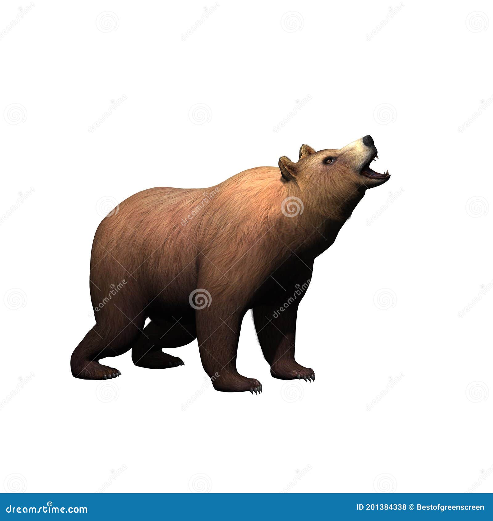 Wild Animals - Bear is Howling - View from the Side - Isolated on White ...