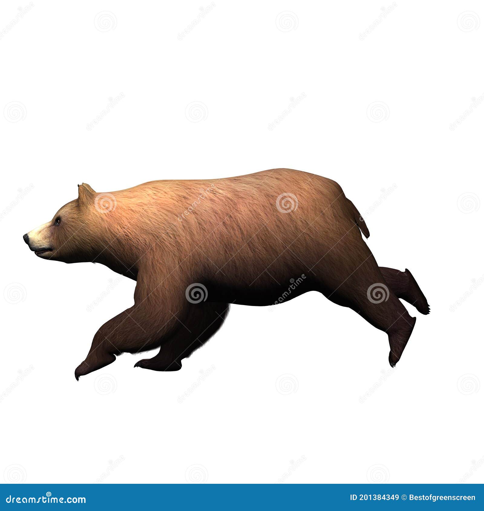 Wild Animals - Bear is Running in View from the Side - Isolated on ...